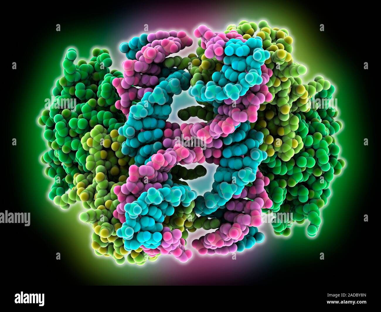 DNA (deoxyribonucleic acid) Holliday junction DNA complexed with ...