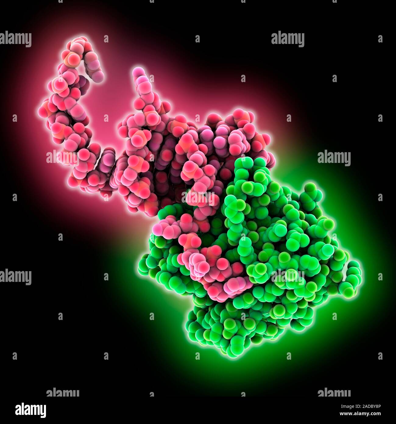 Non-coding RNA inhibition. Computer model showing the structure of a ...