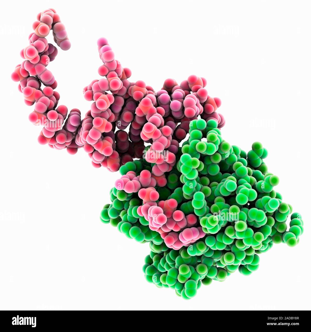 Non-coding RNA inhibition. Computer model showing the structure of a ...