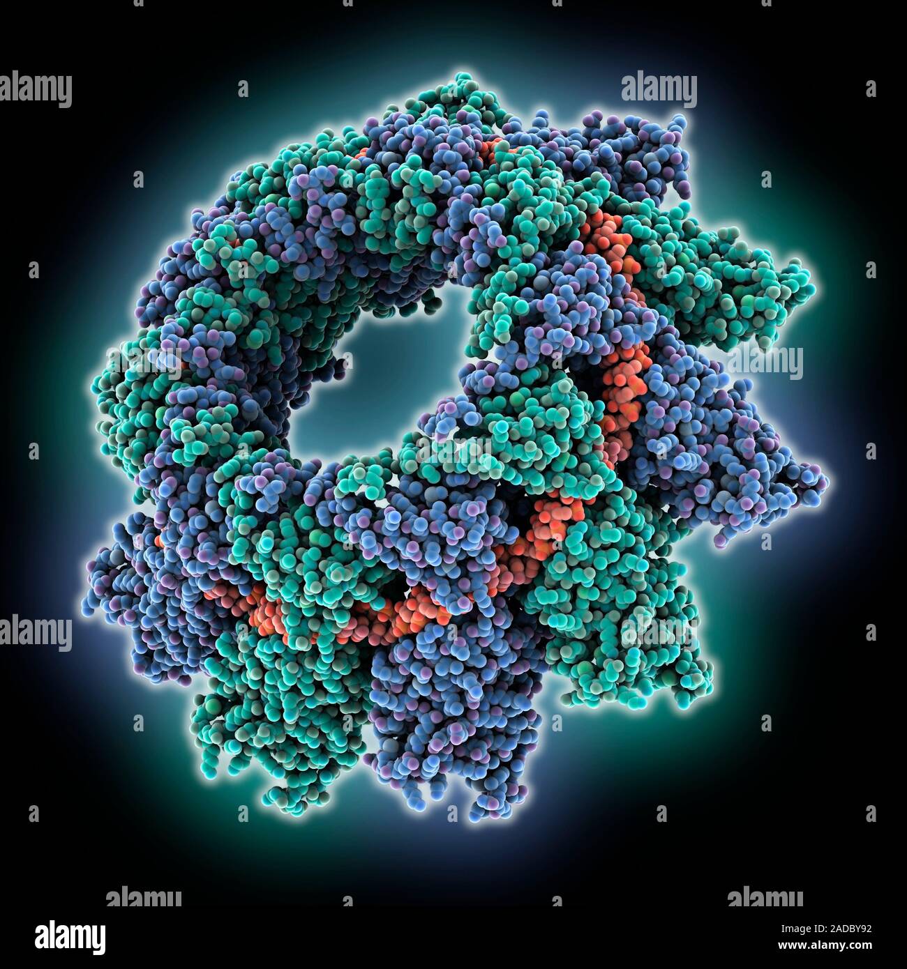 Human respiratory syncytial virus (RSV) nucleocapsid protein. Computer ...