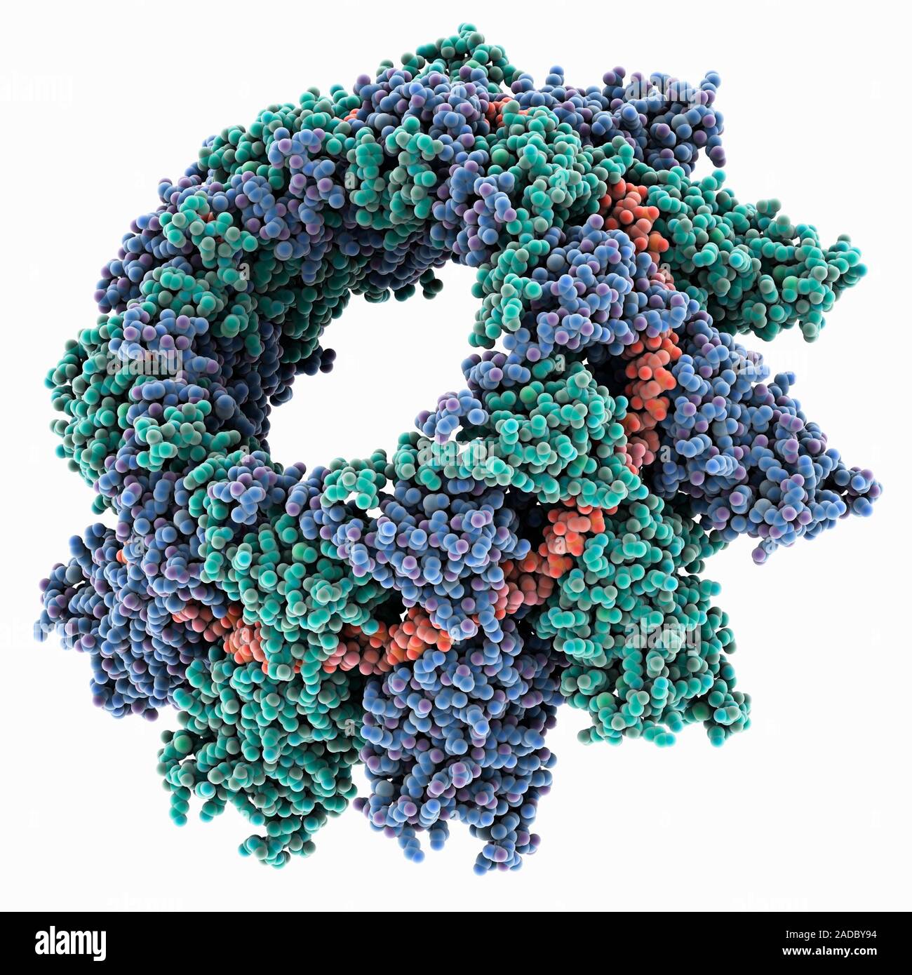 Human respiratory syncytial virus (RSV) nucleocapsid protein. Computer ...