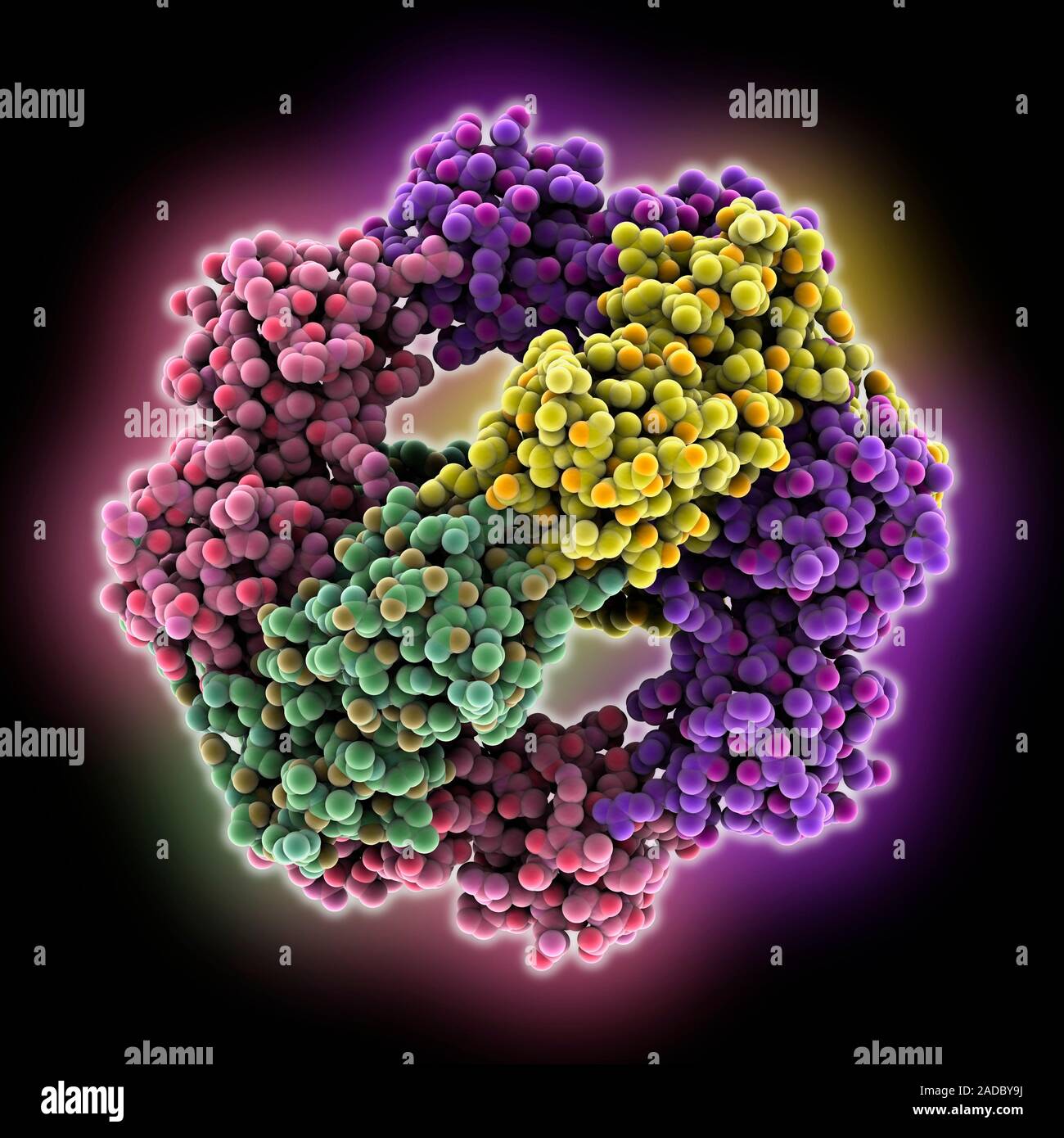 Holliday junction ruvA. Computer model showing the octameric structure ...