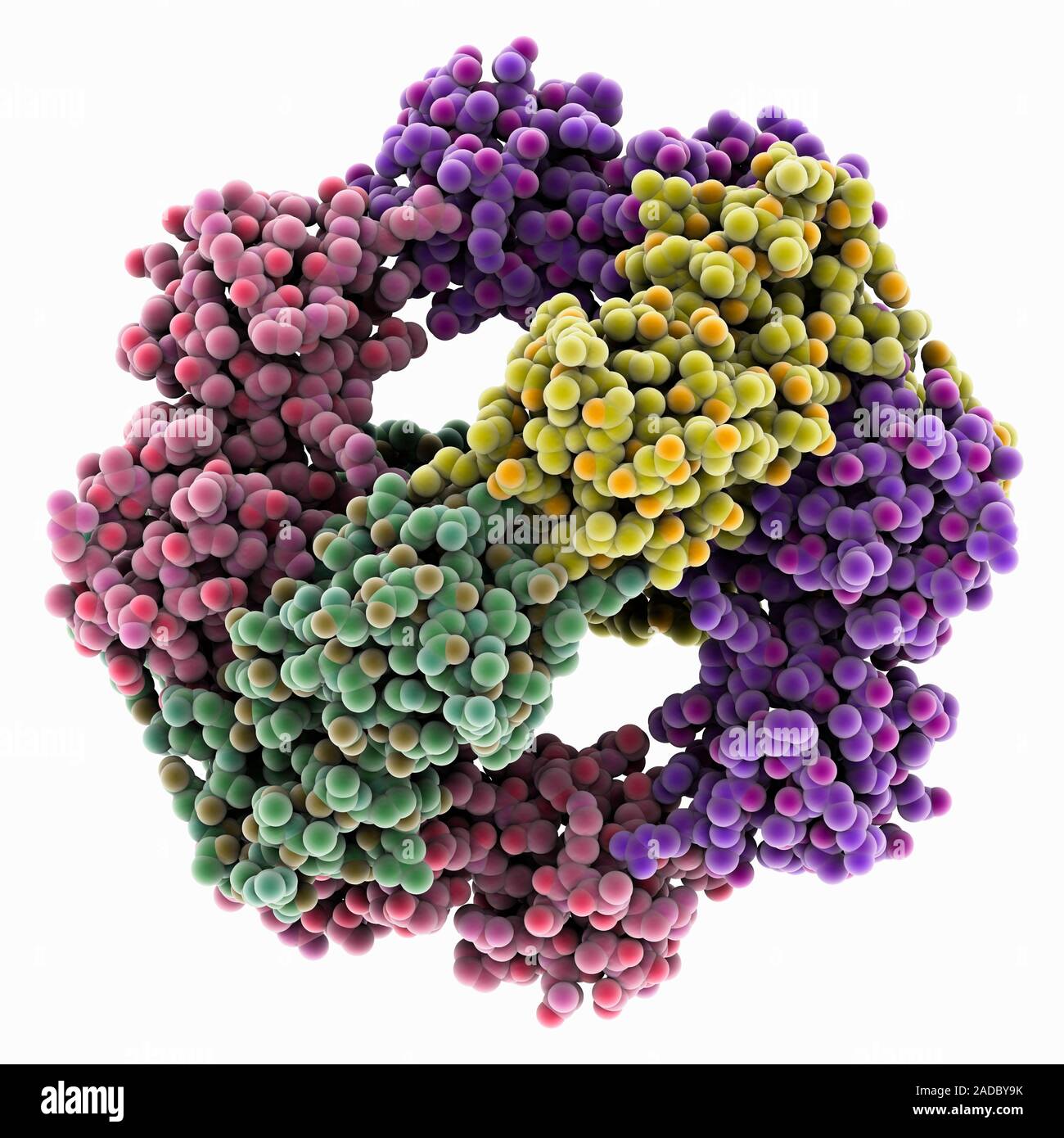 Holliday junction ruvA. Computer model showing the octameric structure ...