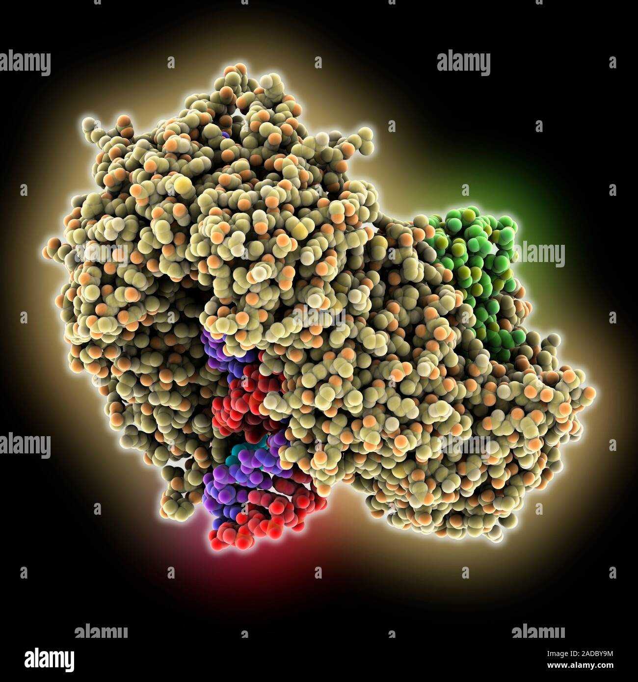 Exportin complexed with pre-microRNA (micro ribonucleic acid). Computer ...