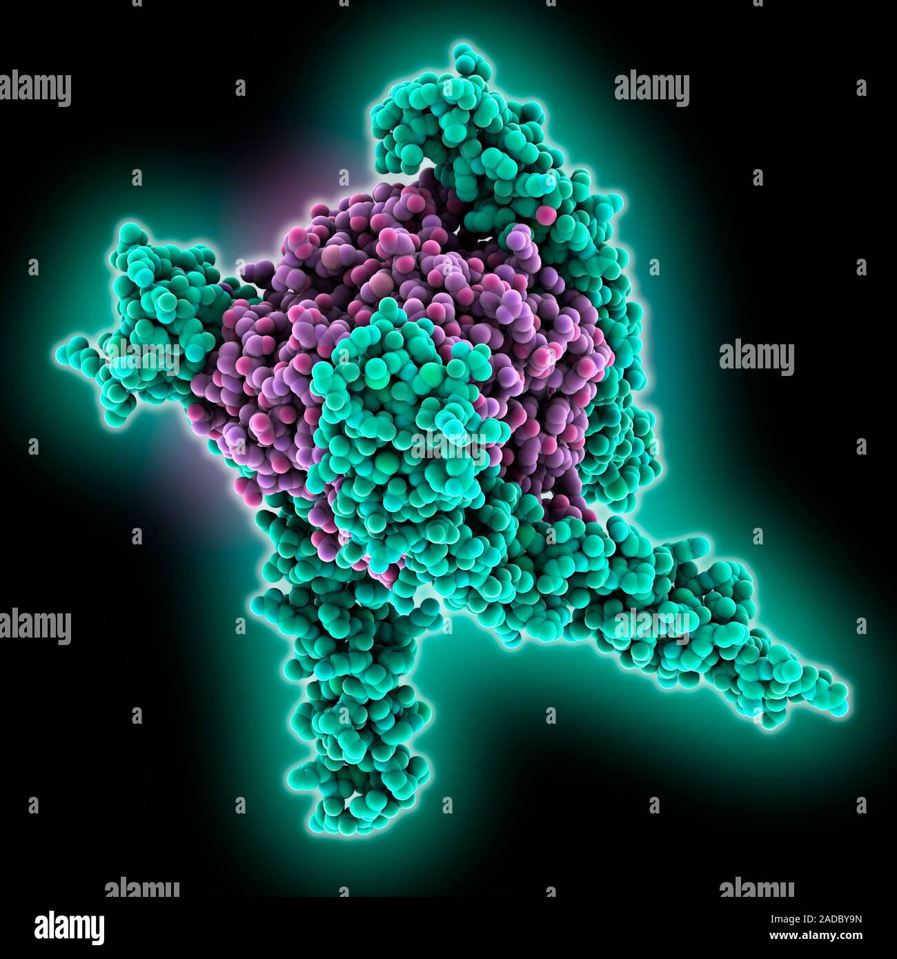 Tumour necrosis factor complex. Computer model showing the structure of ...