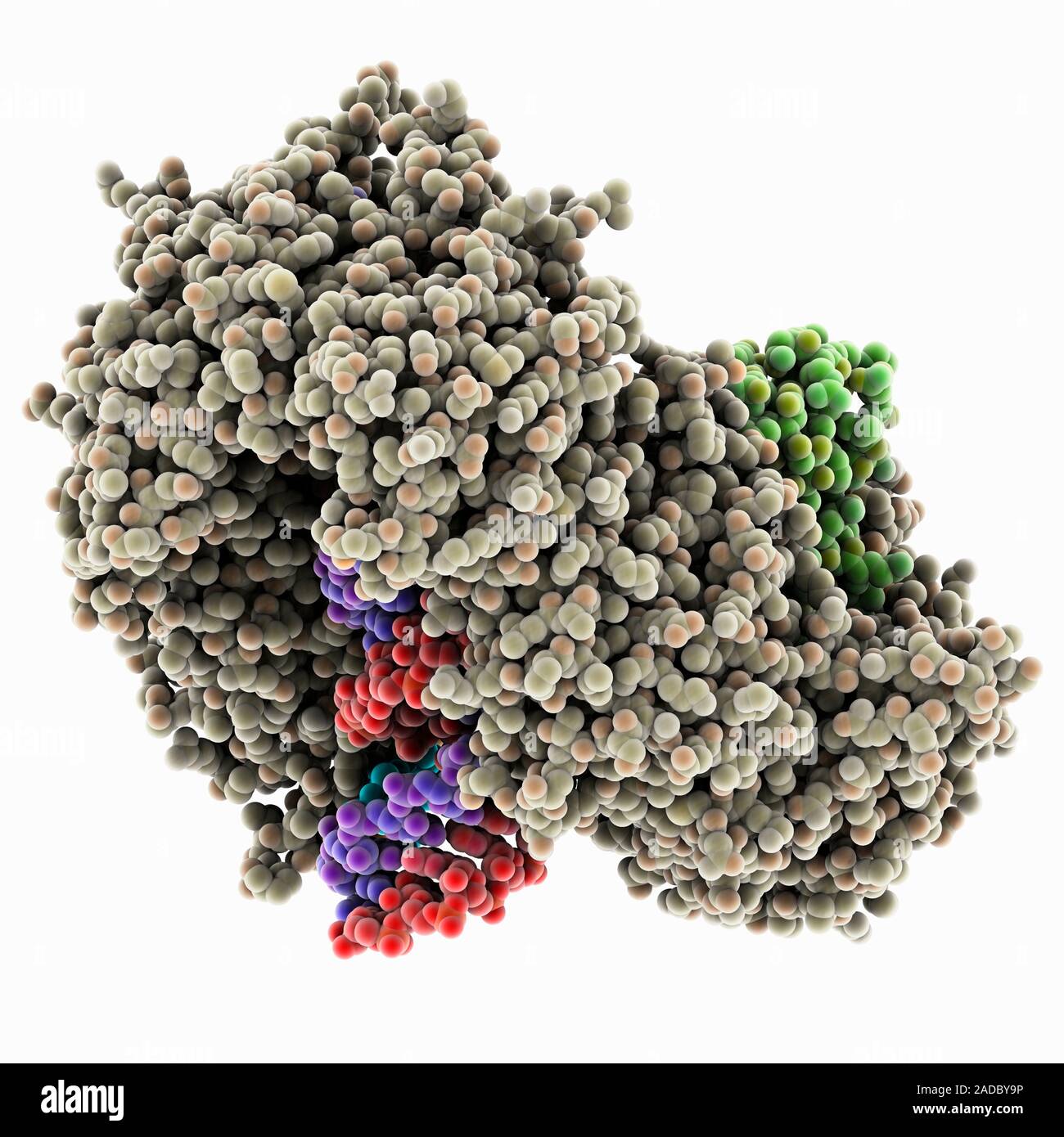 Exportin complexed with pre-microRNA (micro ribonucleic acid). Computer ...