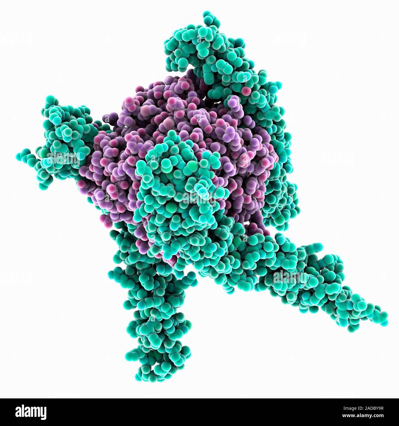 Tumour necrosis factor complex. Computer model showing the structure of ...
