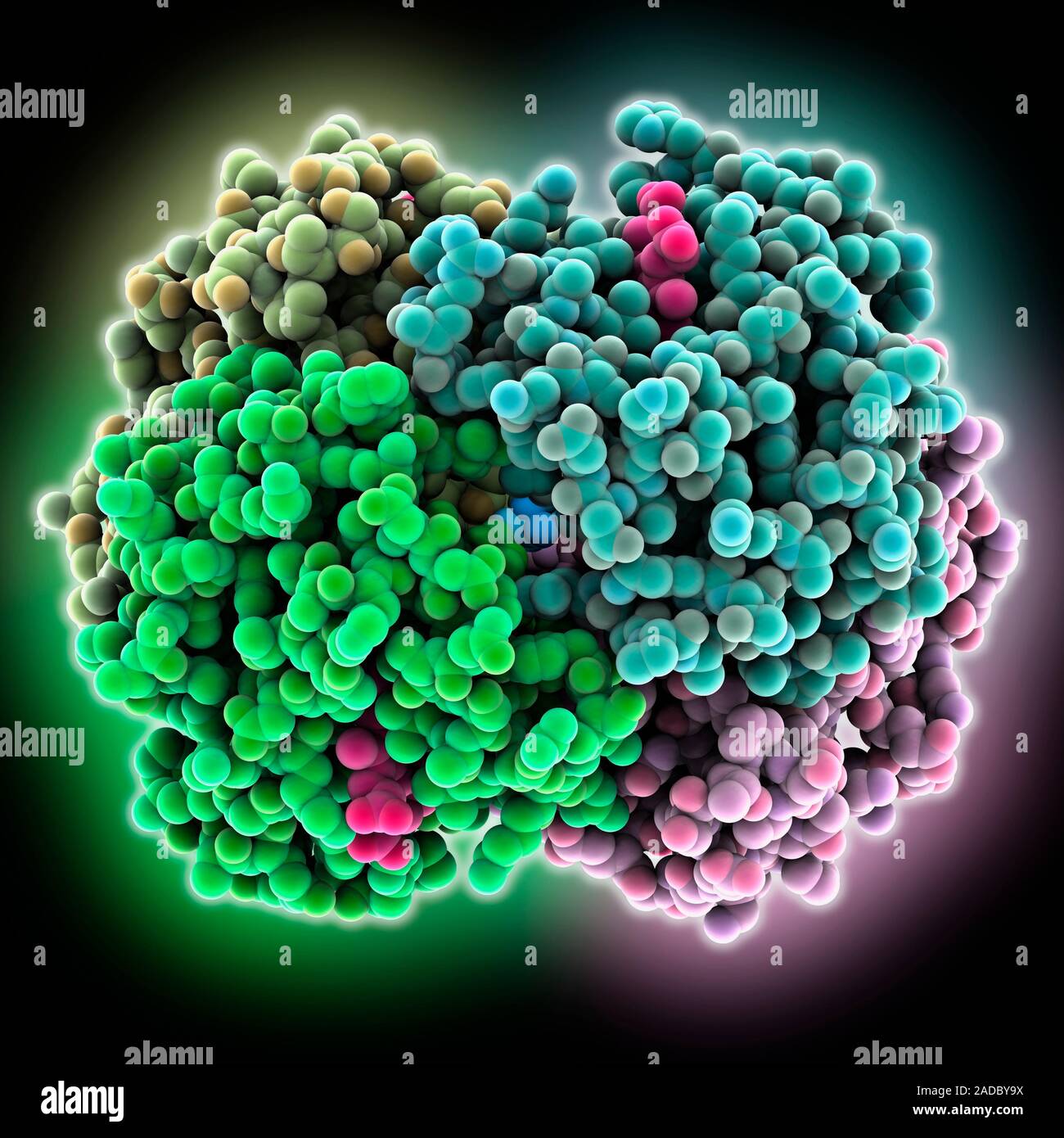 Glycated human haemoglobin molecule. Computer model showing a glycated ...