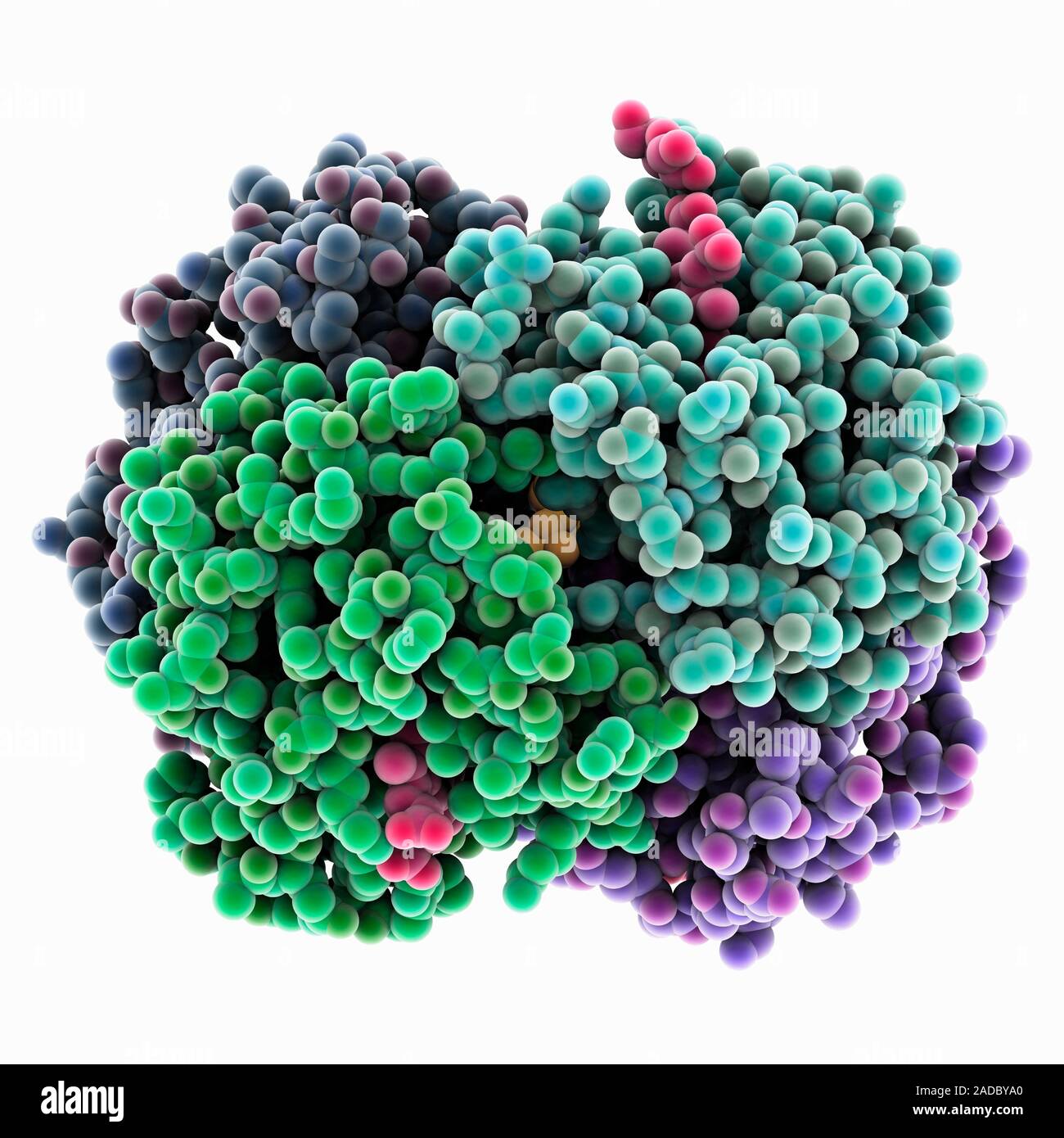 Glycated human haemoglobin molecule. Computer model showing a glycated ...