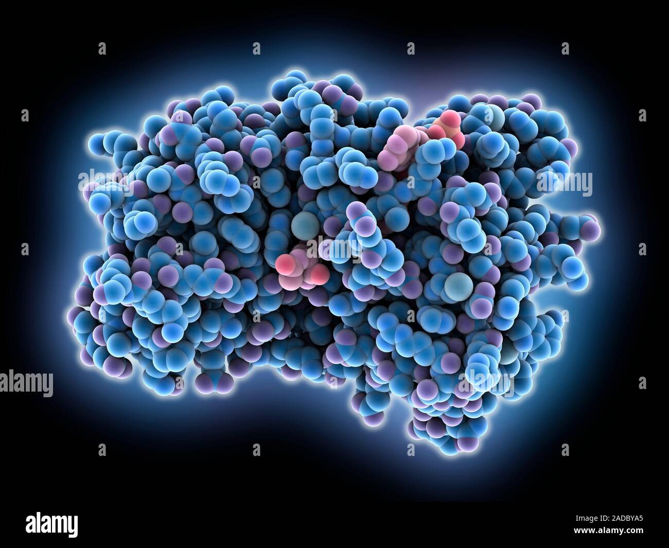 Acetyltransferase complex. Computer model showing the structure of ...