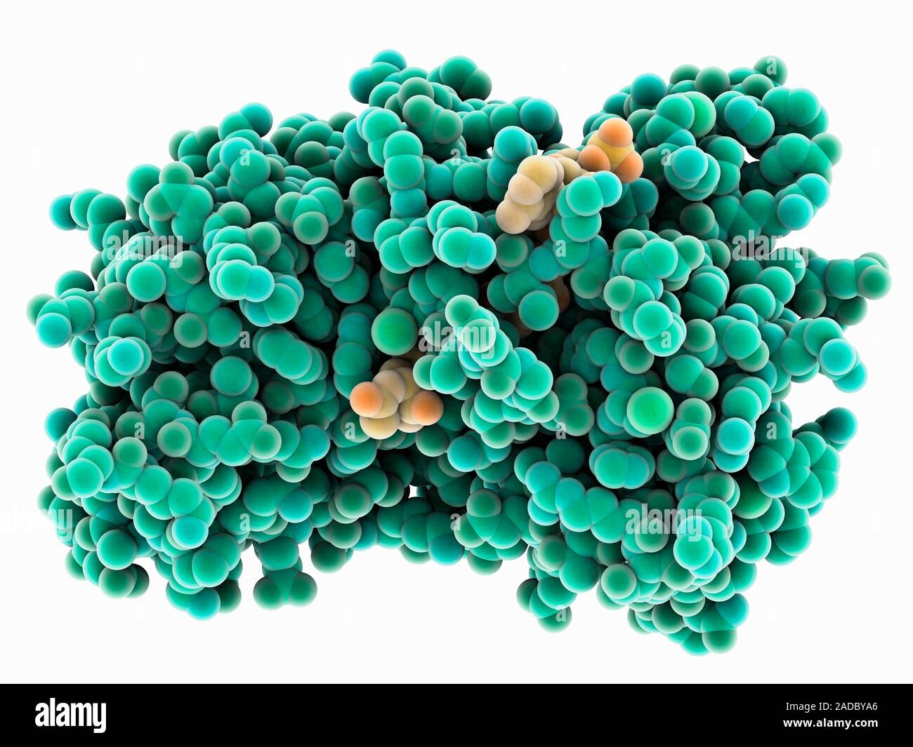 Acetyltransferase complex. Computer model showing the structure of ...
