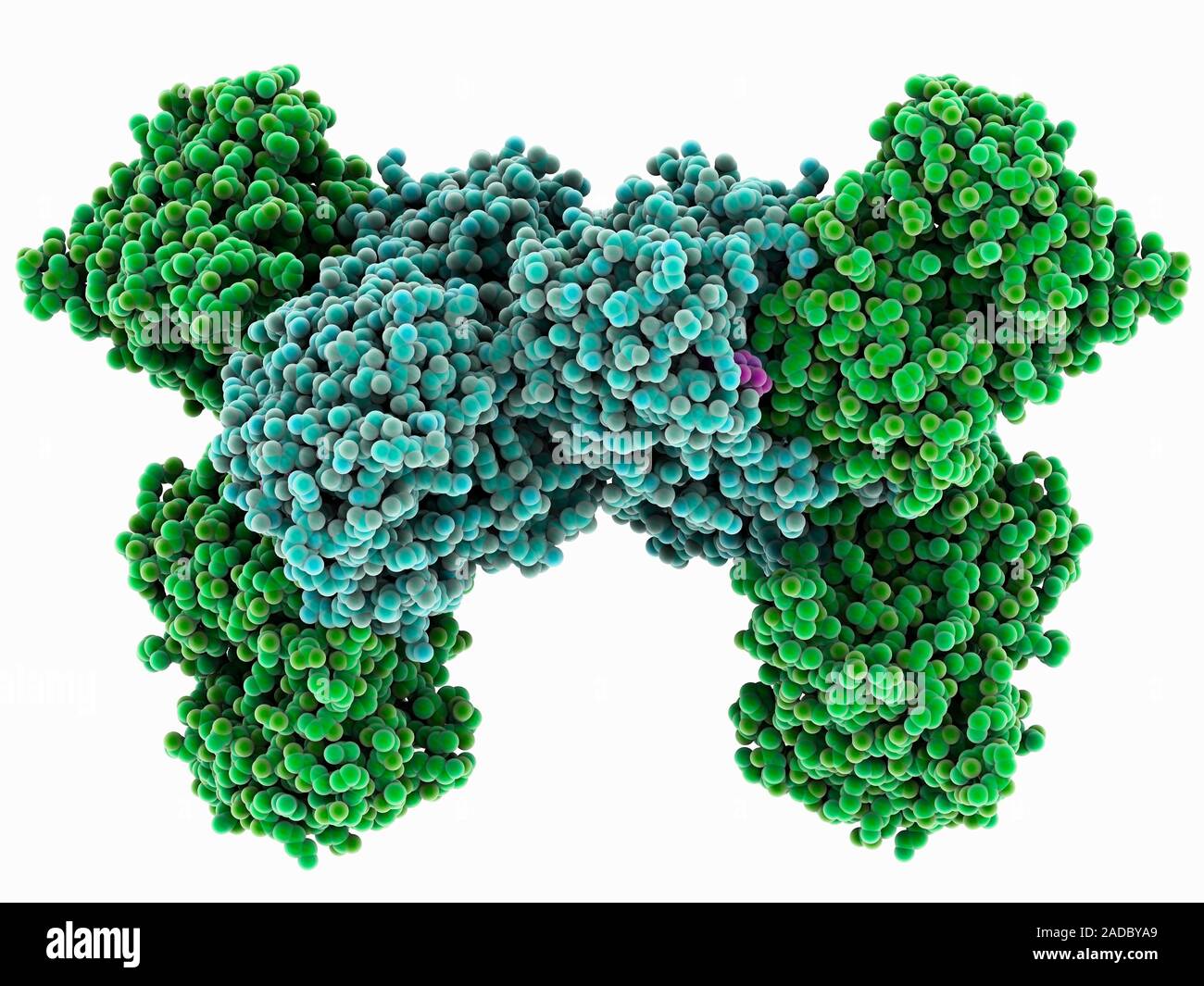 Isocitrate dehydrogenase complex. Computer model showing yeast ...