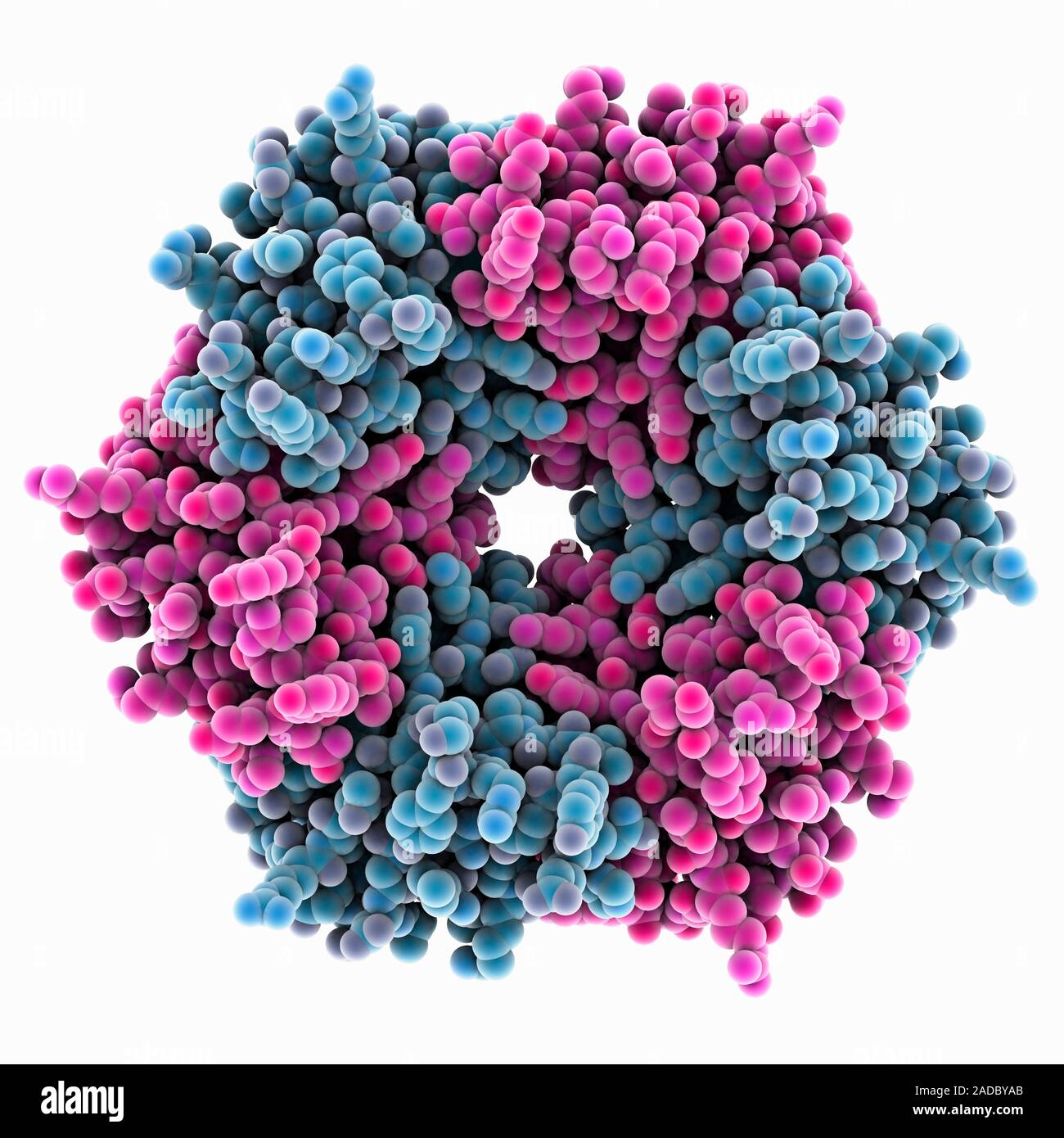 Carboxysome subunit molecule. Computer model showing the structure of a ...