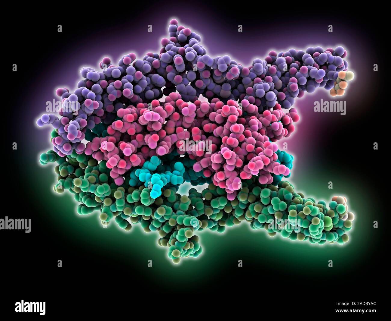 Neurotrophin-3 complexed with receptor. Computer model showing the ...