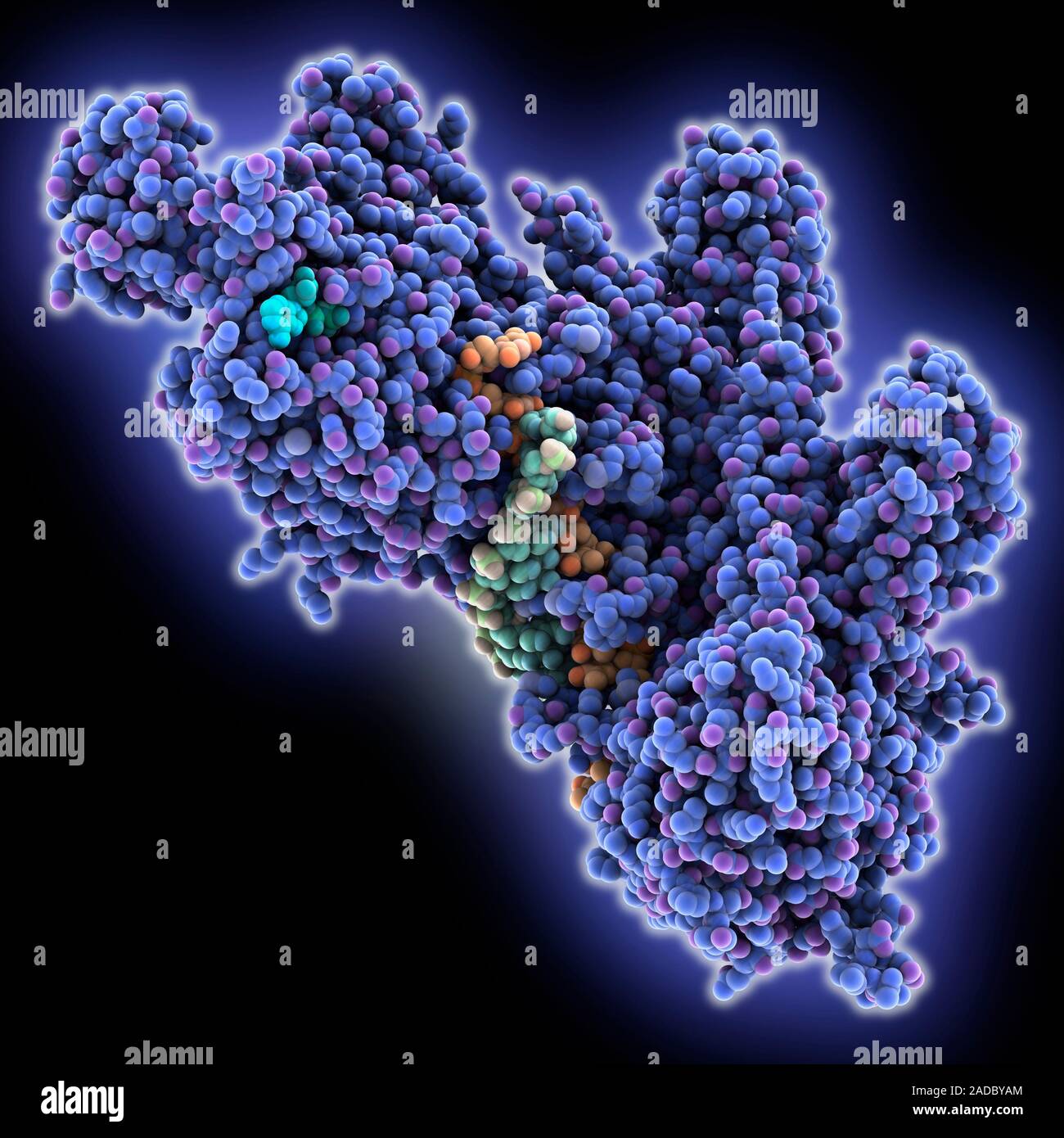 RecA recombination. Computer model showing the bacterial RecA protein ...