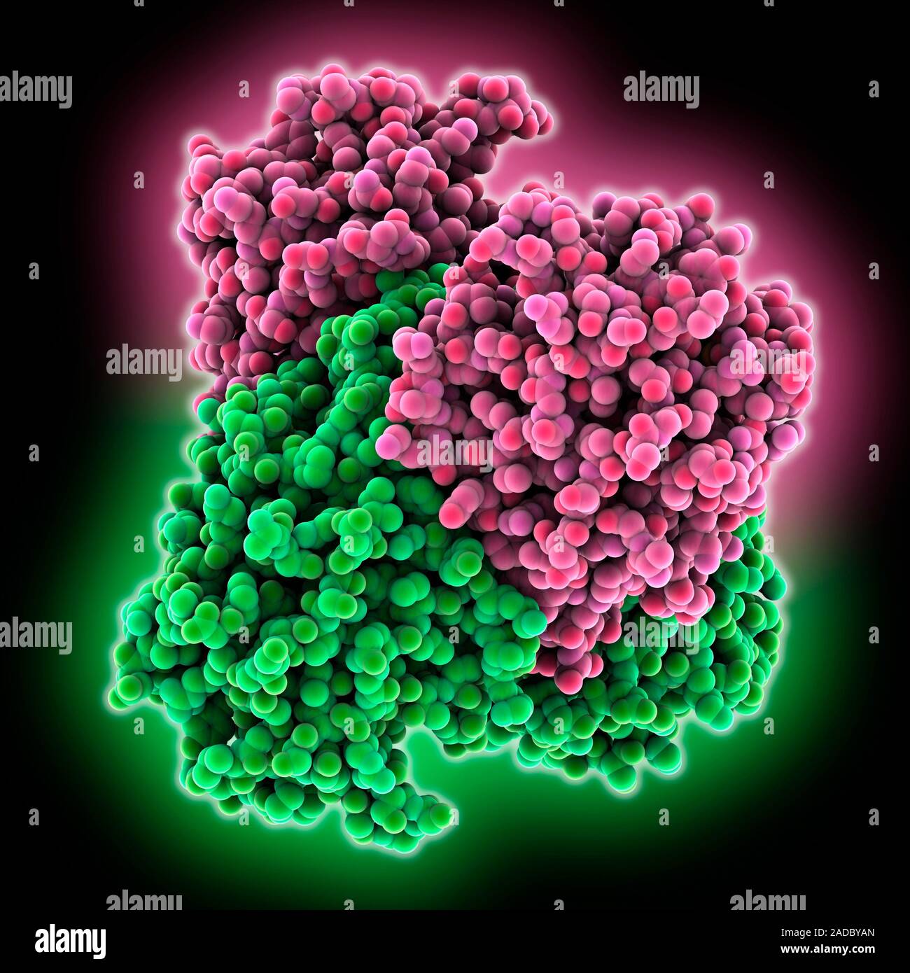 Concanavalin A molecule. Computer model showing the structure of ...