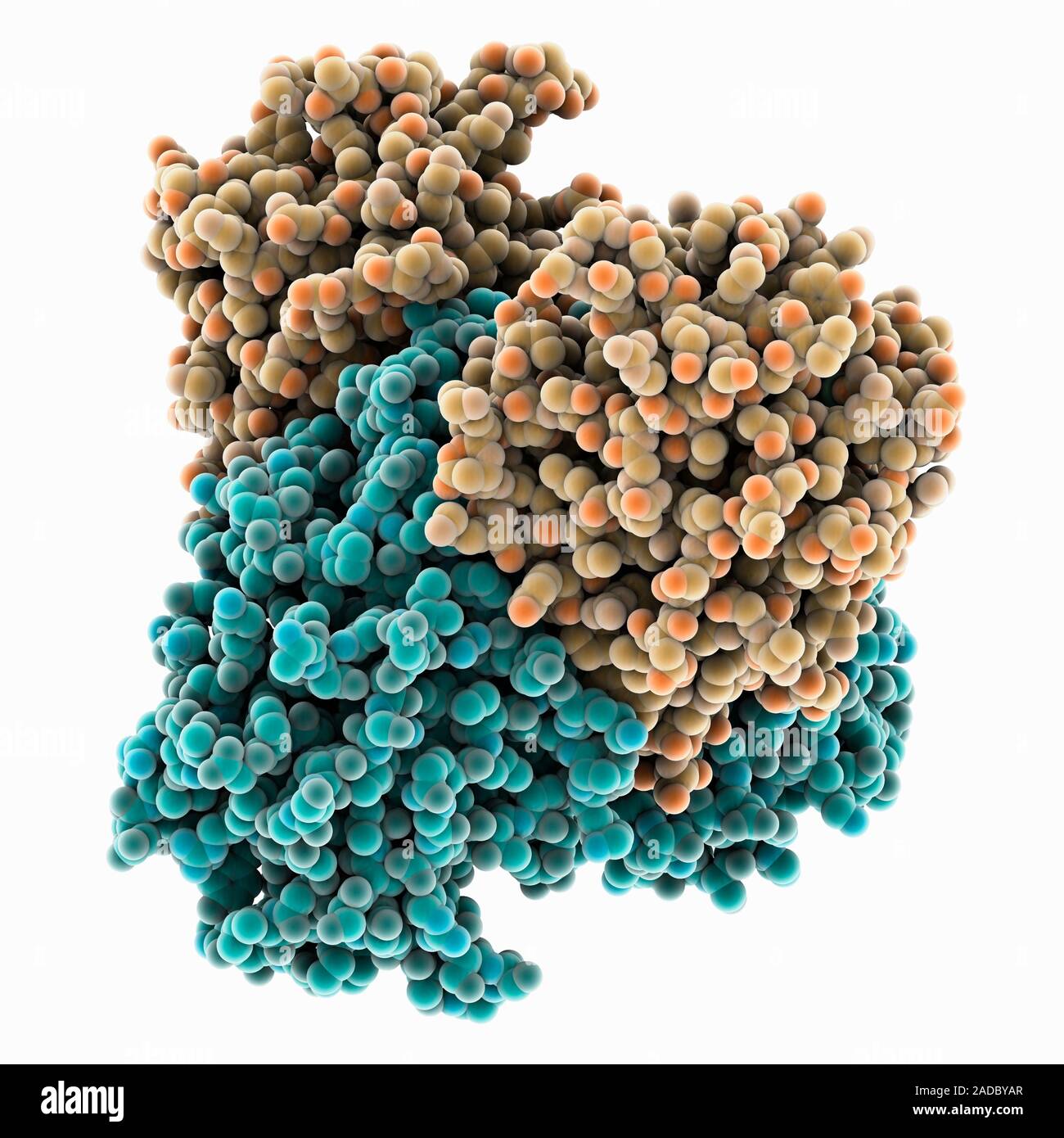 Concanavalin A molecule. Computer model showing the structure of ...