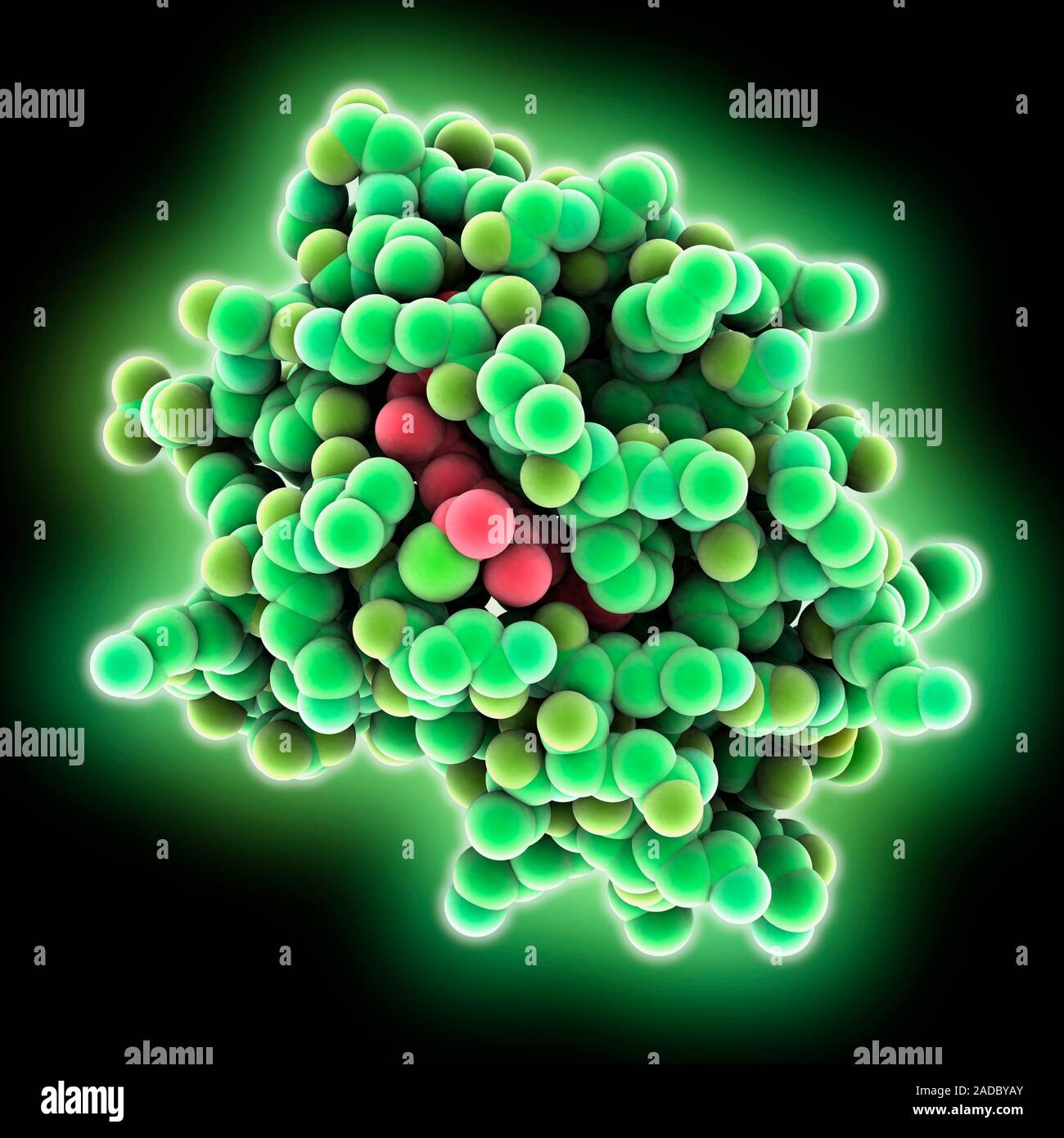Tuna cytochrome C molecule. Computer model showing the structure of ...