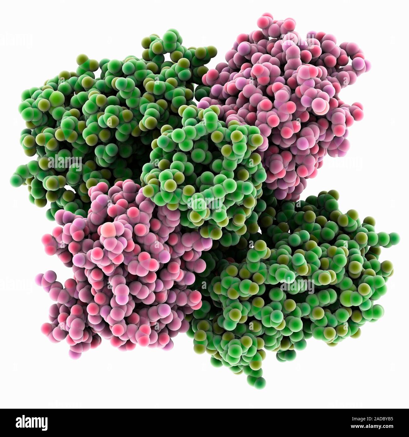 Histidine kinase and response regulator. Computer model showing the ...