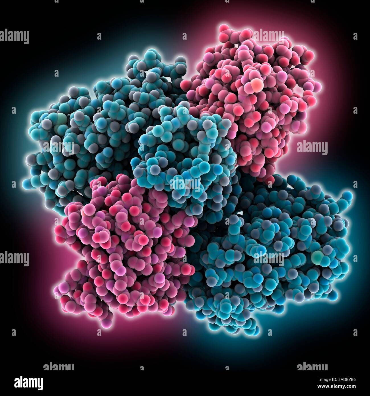 Histidine kinase and response regulator. Computer model showing the ...