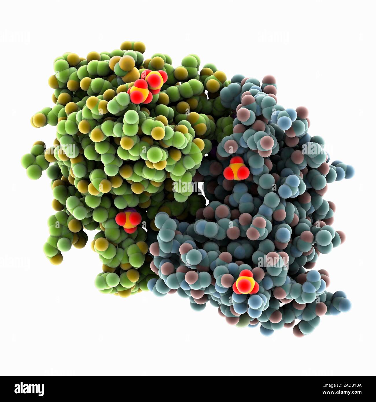 Catalytic Domain Of Eukaryotic Guanylate Cyclase Computer Model