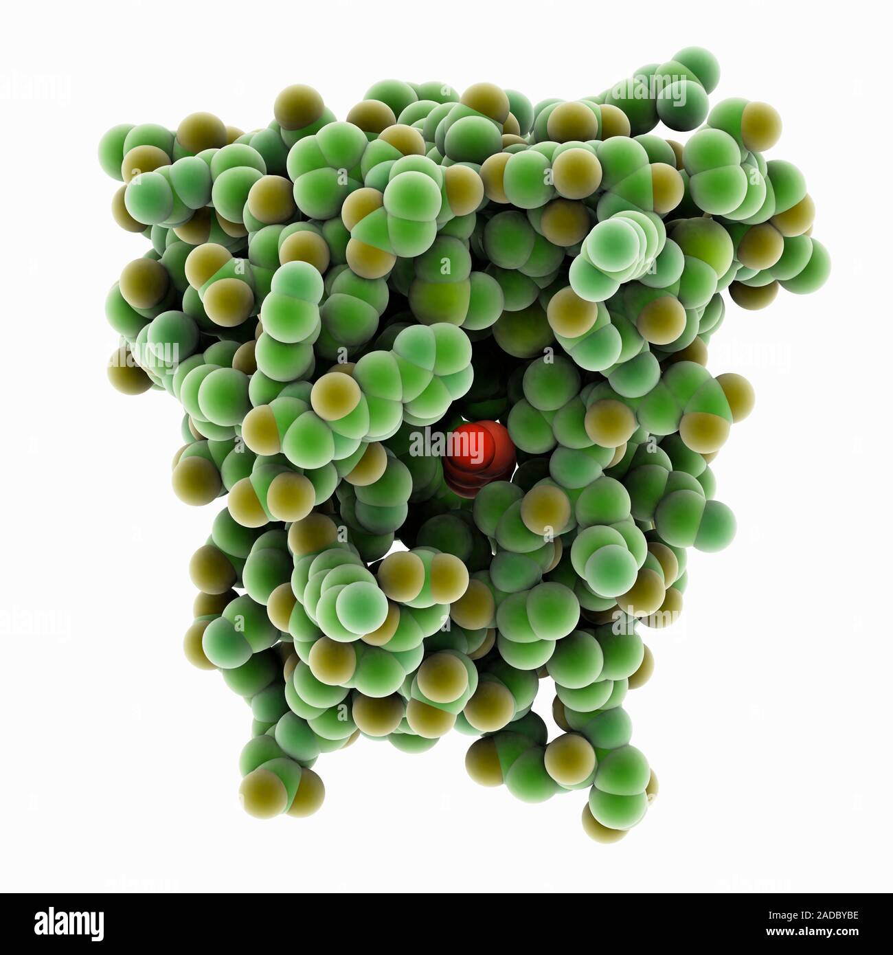 Tear lipocalin (TLC) molecule. Computer model showing the structure of ...