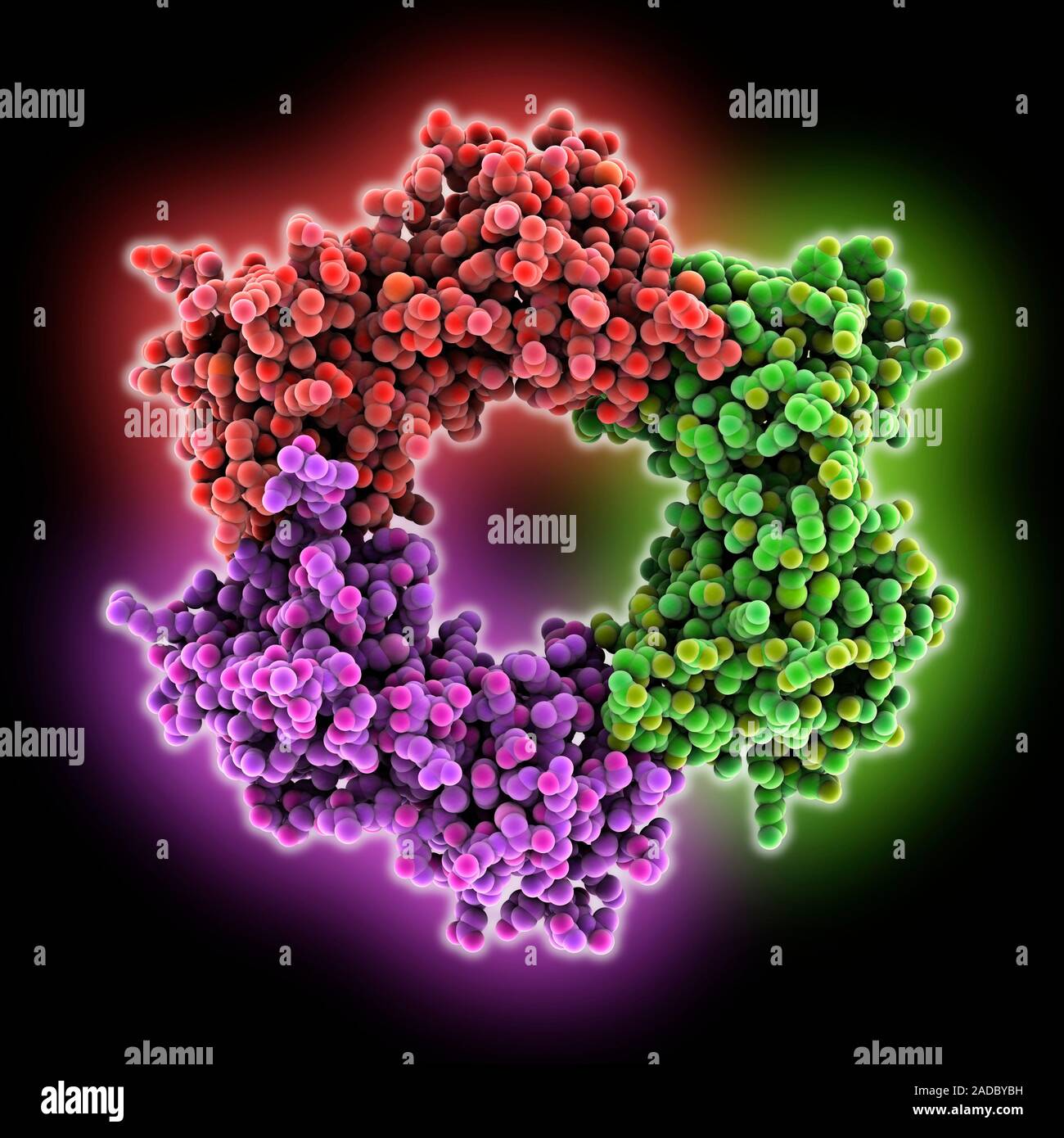 DNA (deoxyribonucleic acid) damage checkpoint 9-1-1 complex. Computer ...