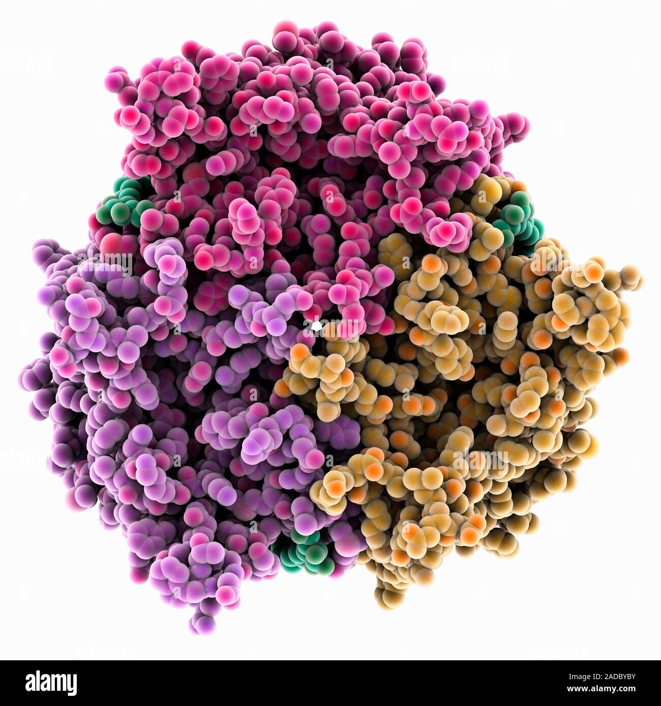 Human Rhesus Glycoprotein Rhcg Computer Model Showing The Structure Of Human Rh C Glycoprotein