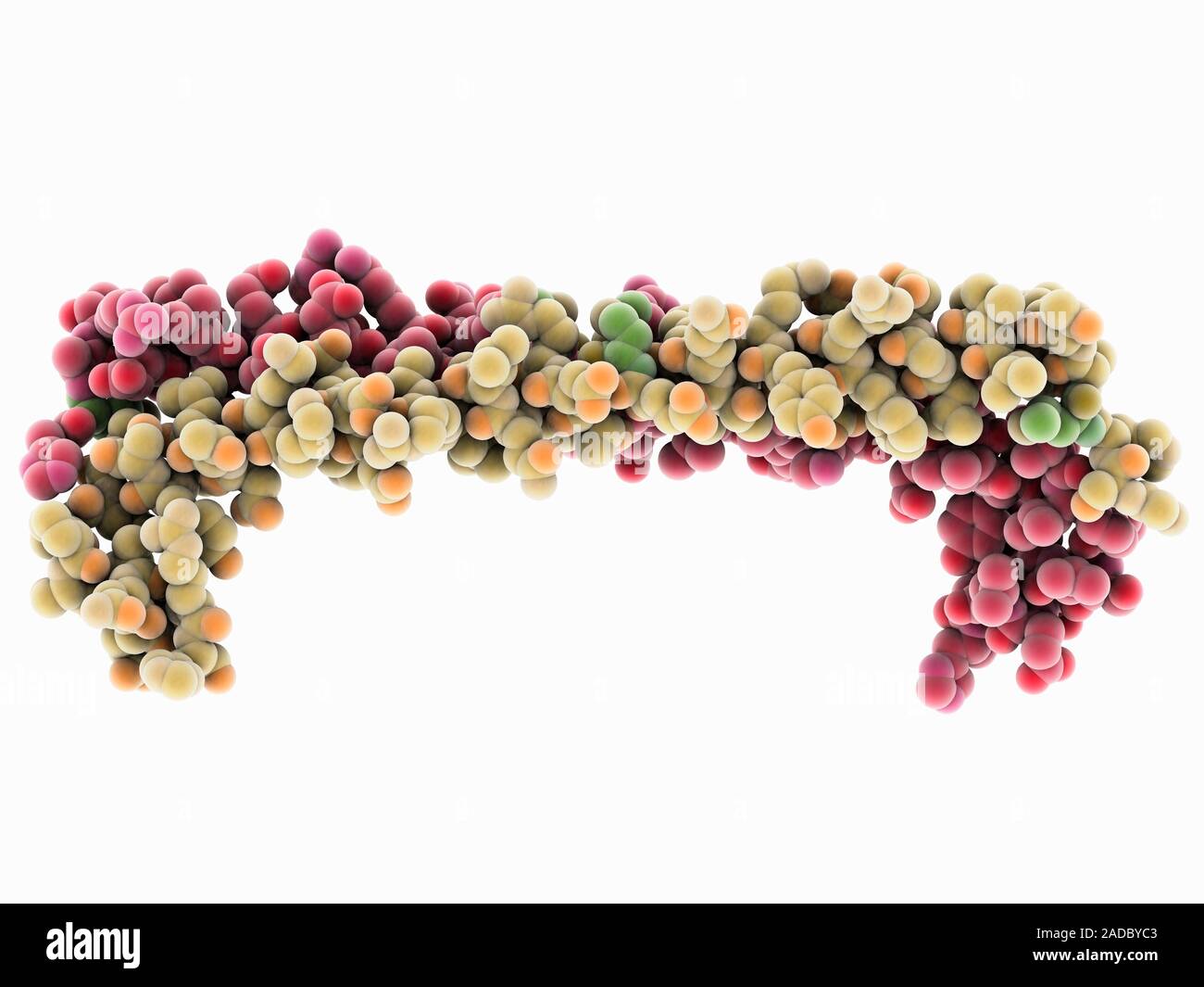 Guanylyl cyclase domain. Computer model showing the structure of the ...
