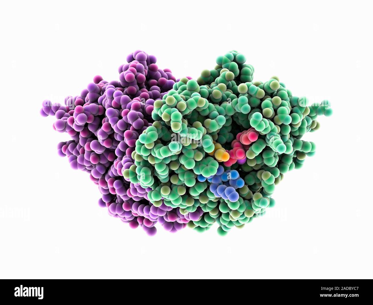 ABO blood type glycosyltransferase. Computer model showing ABO ...