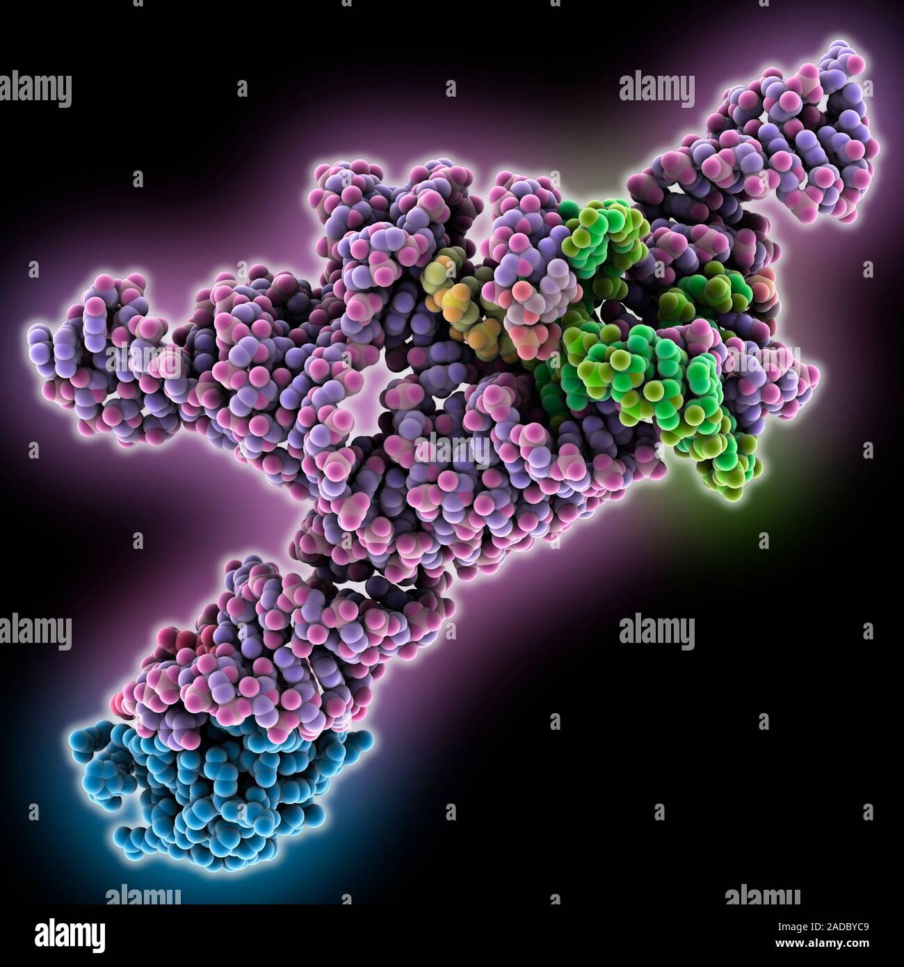 RNA kink turn structural motif. Computer model showing the structure of ...
