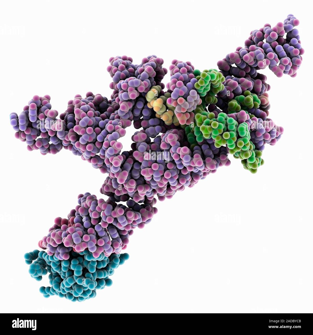 RNA kink turn structural motif. Computer model showing the structure of ...