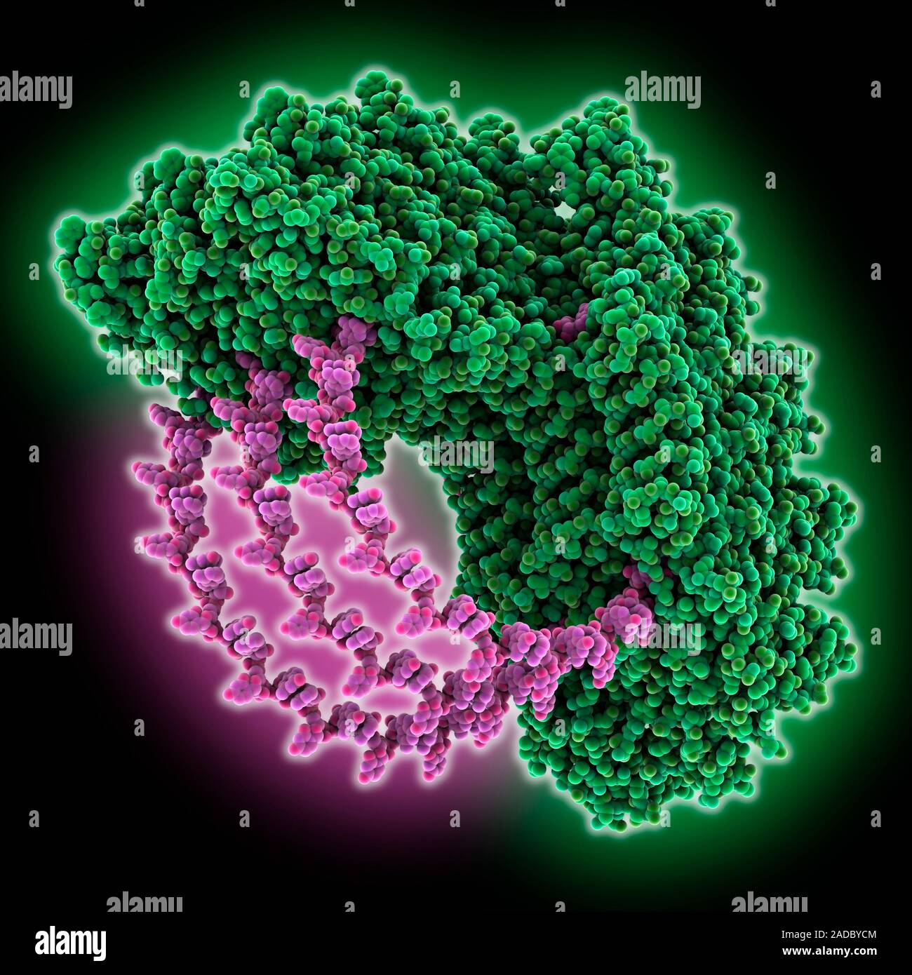 Tobacco mosaic virus coat protein. Computer model showing the helical ...