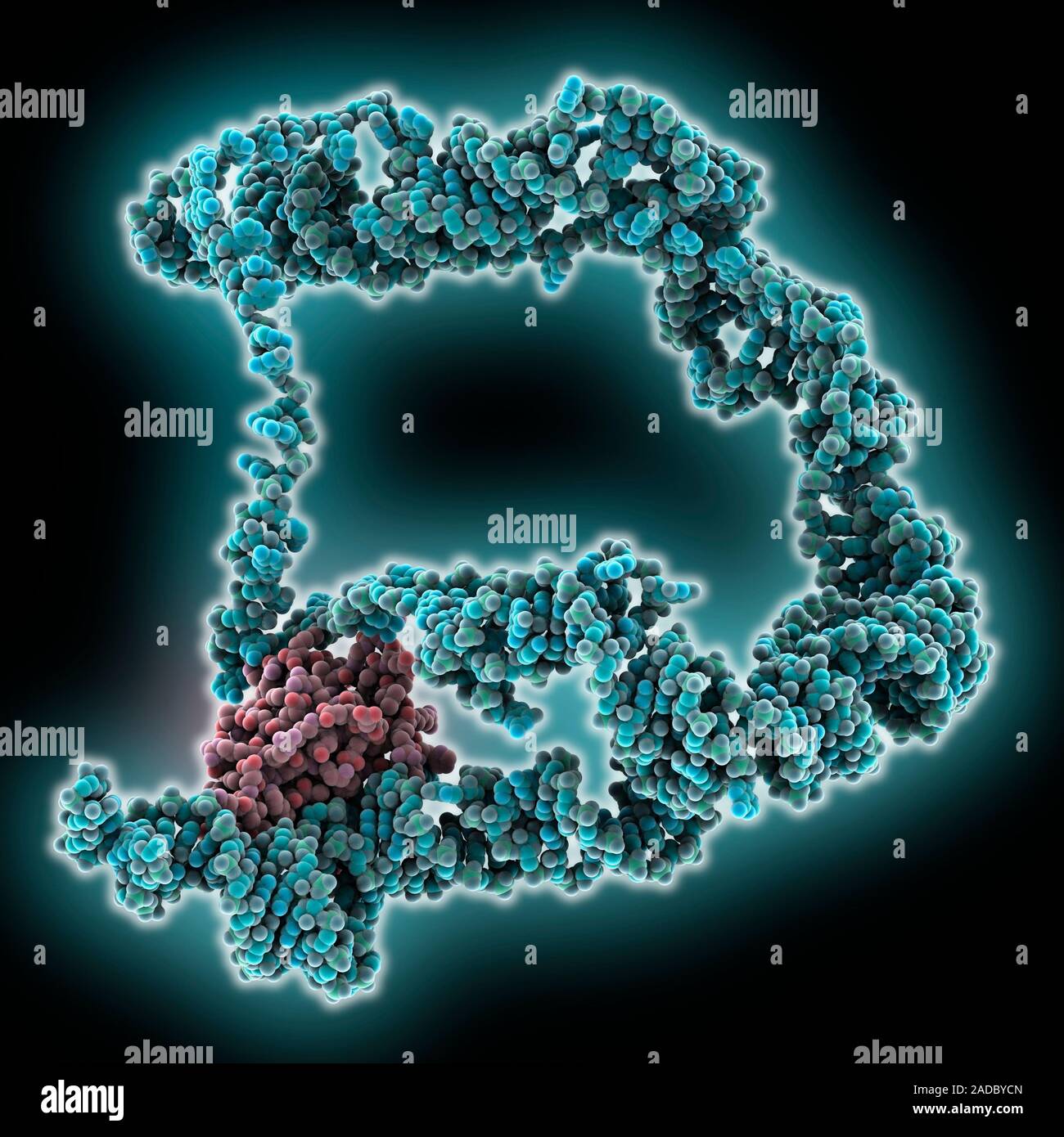 Transfer-messenger RNA (tmRNA) molecule. Computer model showing a ...