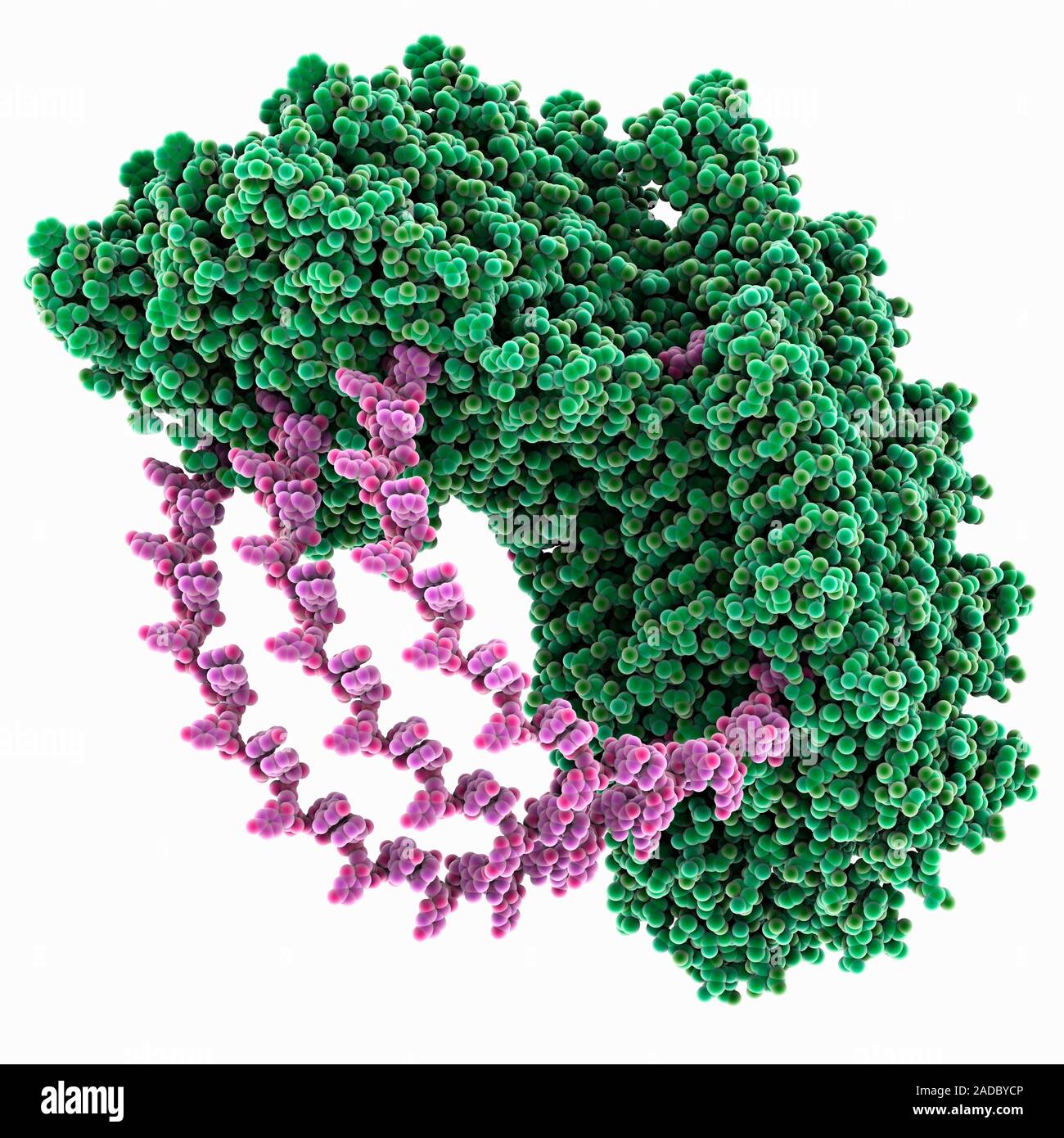 Tobacco mosaic virus coat protein. Computer model showing the helical ...