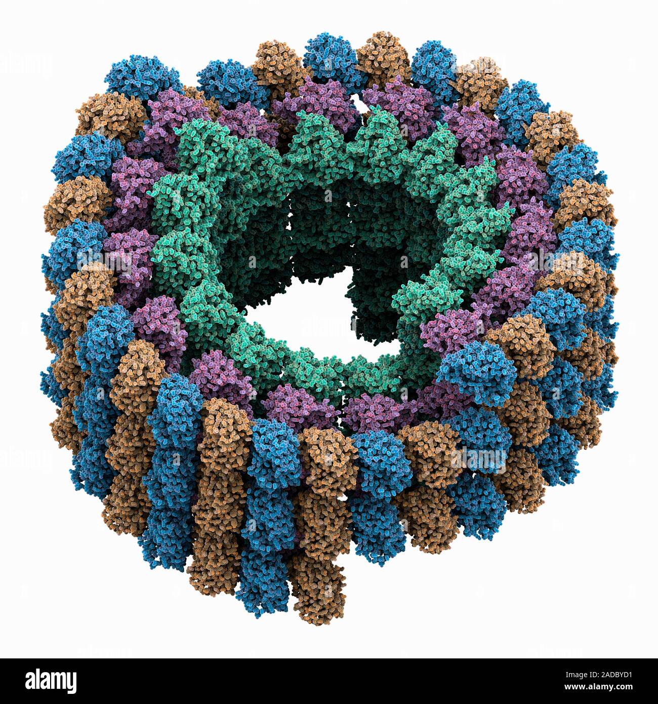 Kinesin complexed with CS-tubulin and a microtubule. Computer model ...