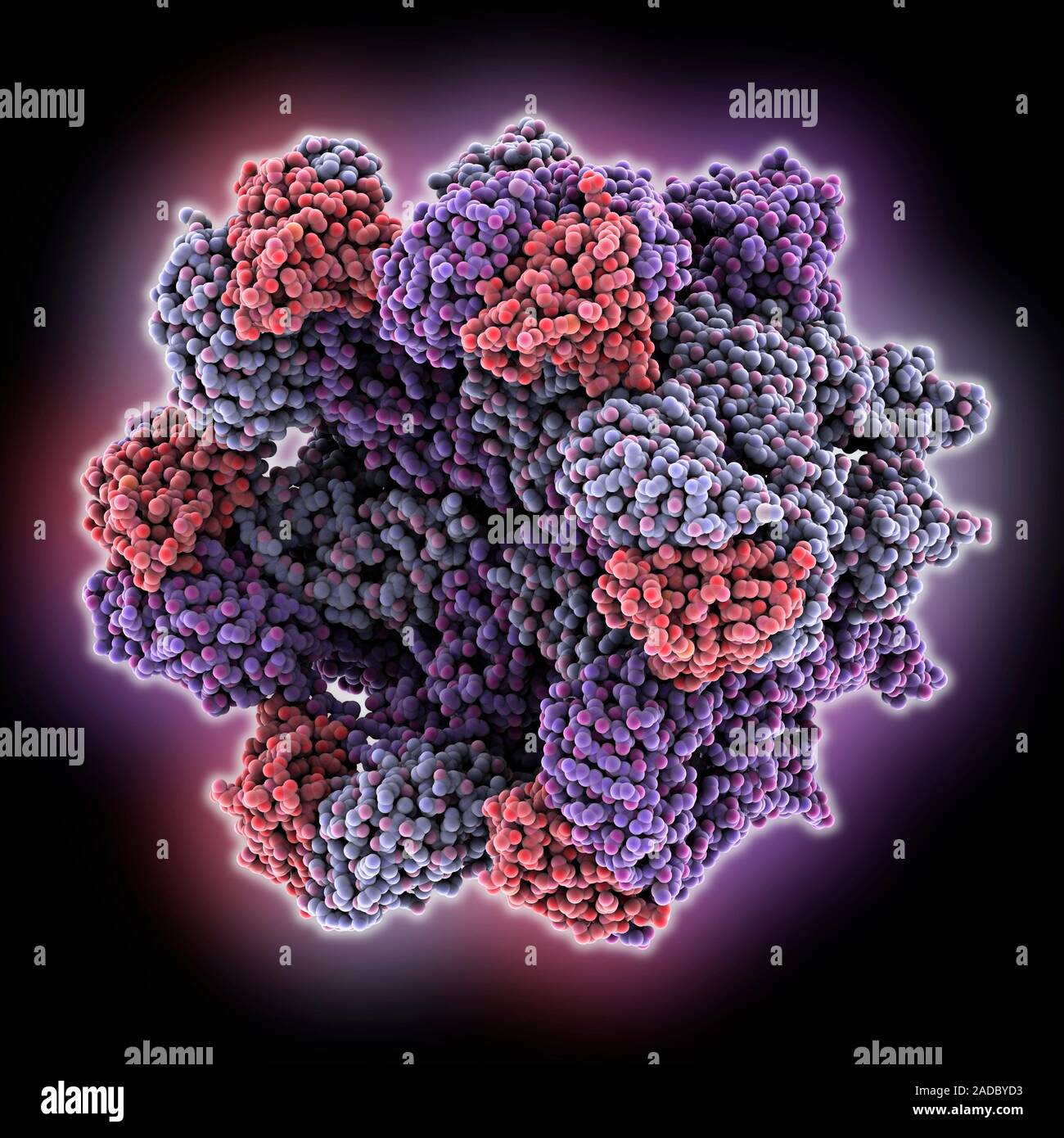 MecA adapter protein complexed with ClpC. Computer model showing the ...