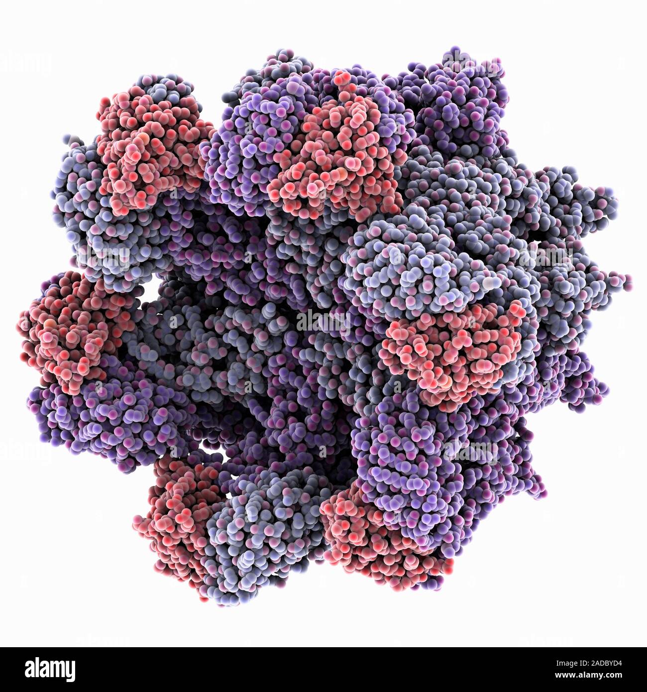 MecA adapter protein complexed with ClpC. Computer model showing the ...