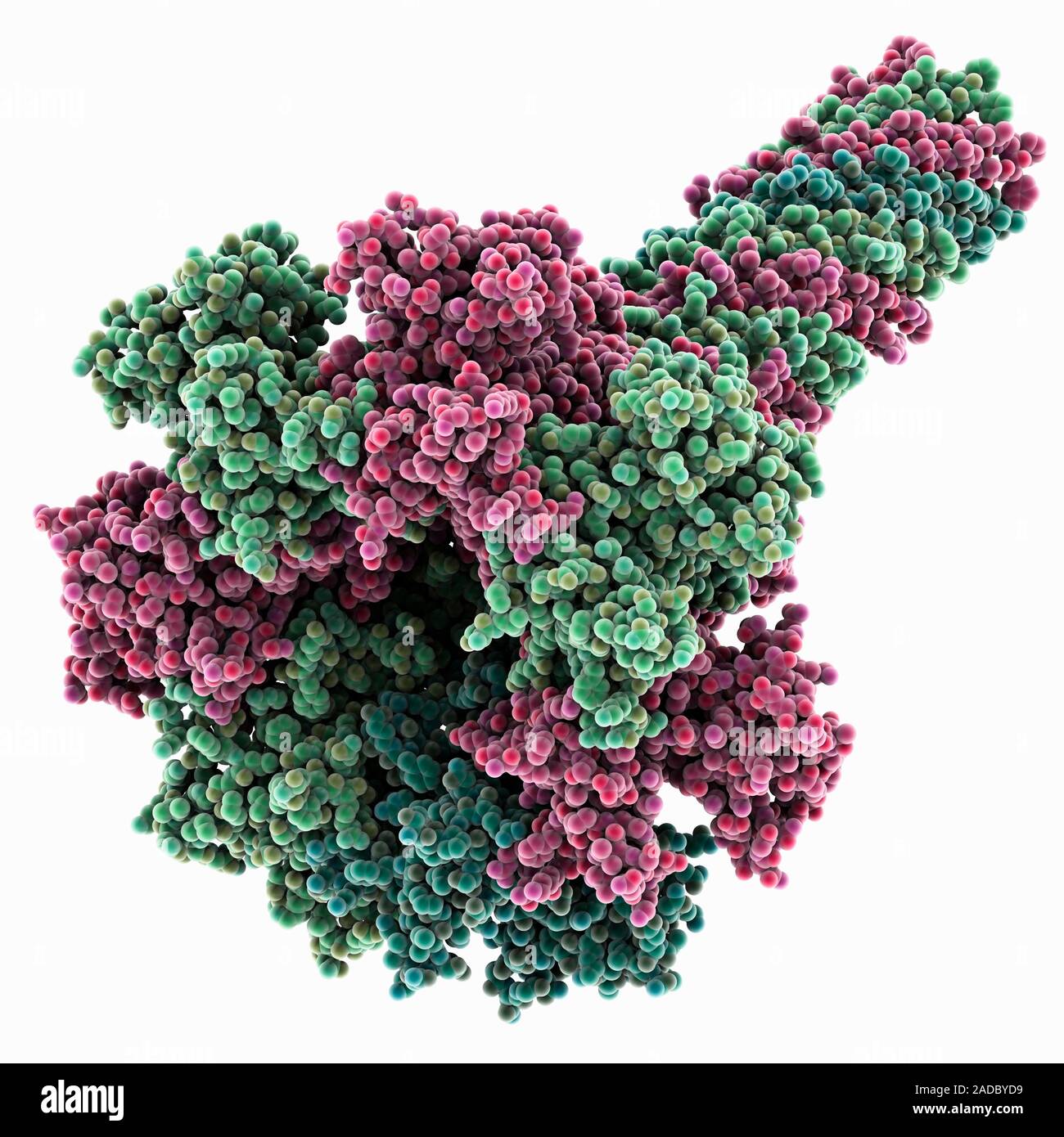 Anthrax protective antigen pore. Computer model showing the structure ...