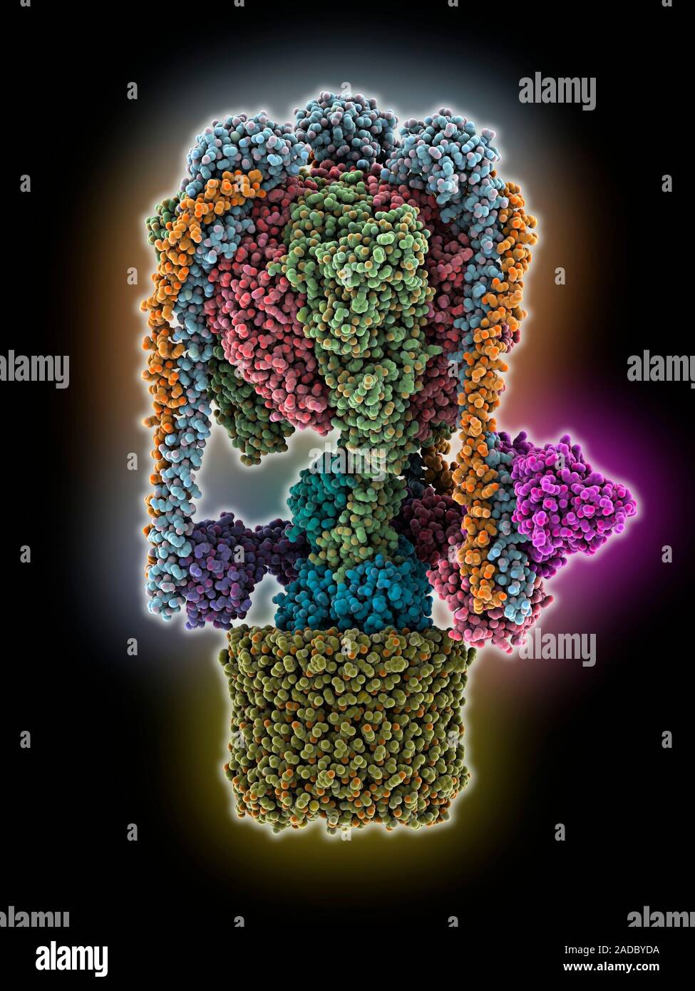 V-type proton ATPase. Computer model showing the subunit structure of ...