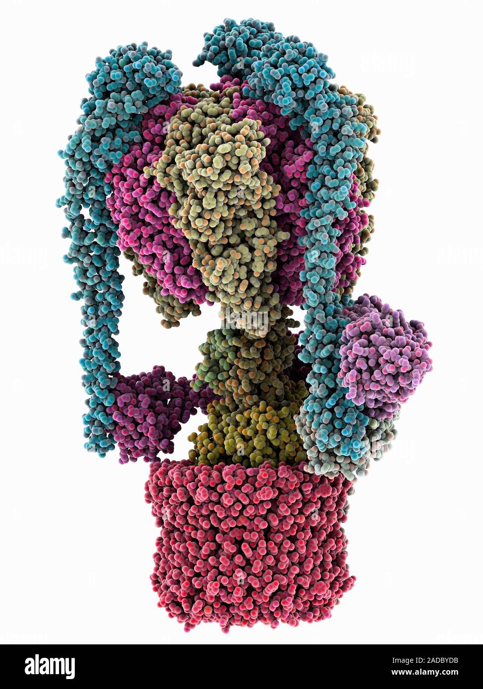 V Type Proton Atpase Computer Model Showing The Subunit Structure Of Yeast Eukaryotic V Atpase