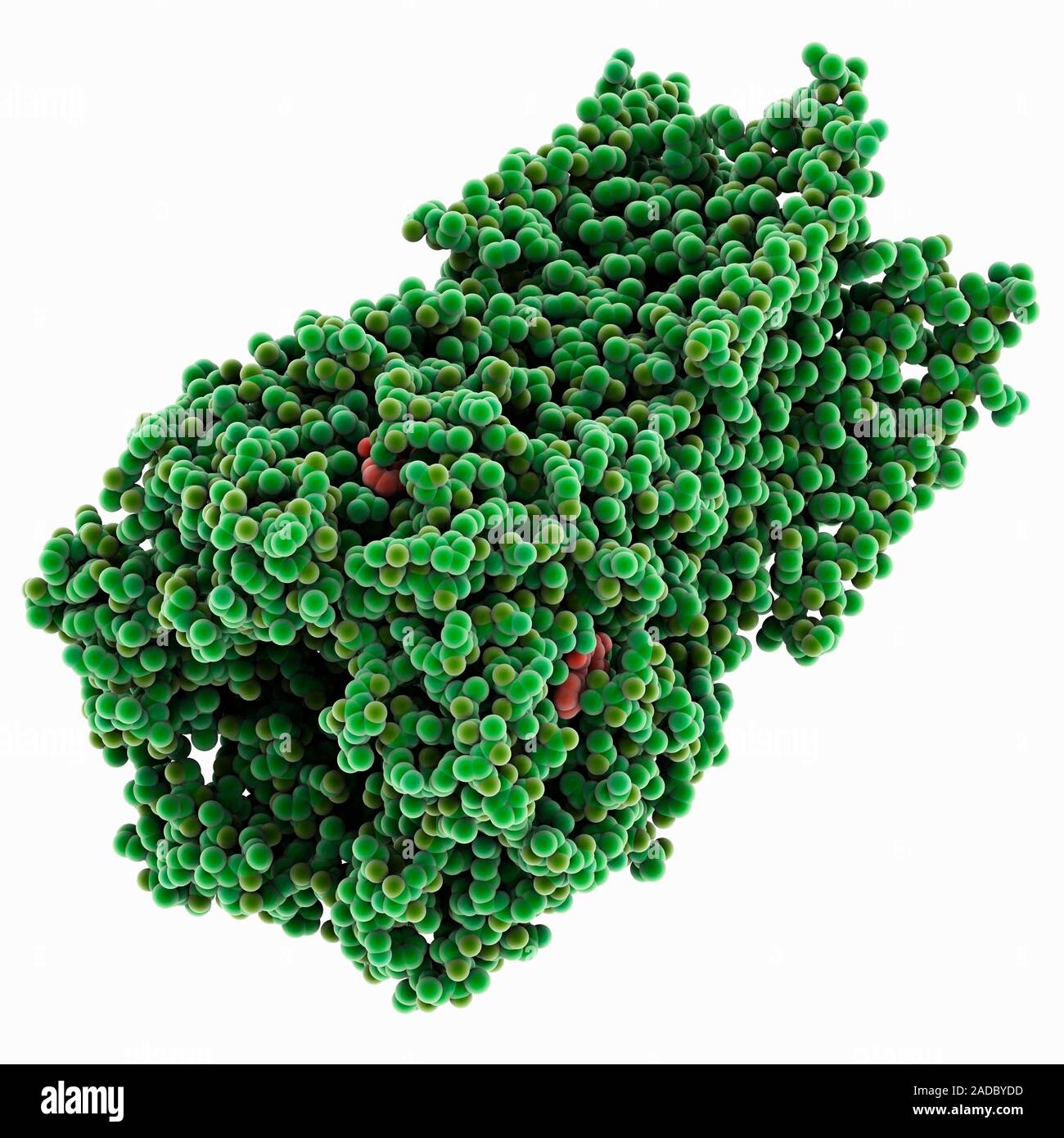 Strychnine-sensitive glycine receptor molecule. Computer model showing ...