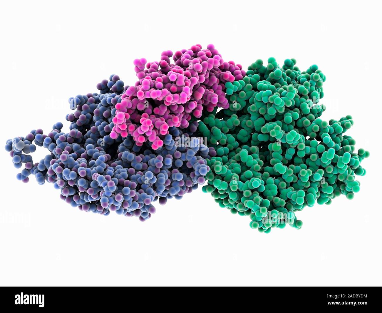 Vinculin Complexed With Actin Computer Model Showing The Structure Of