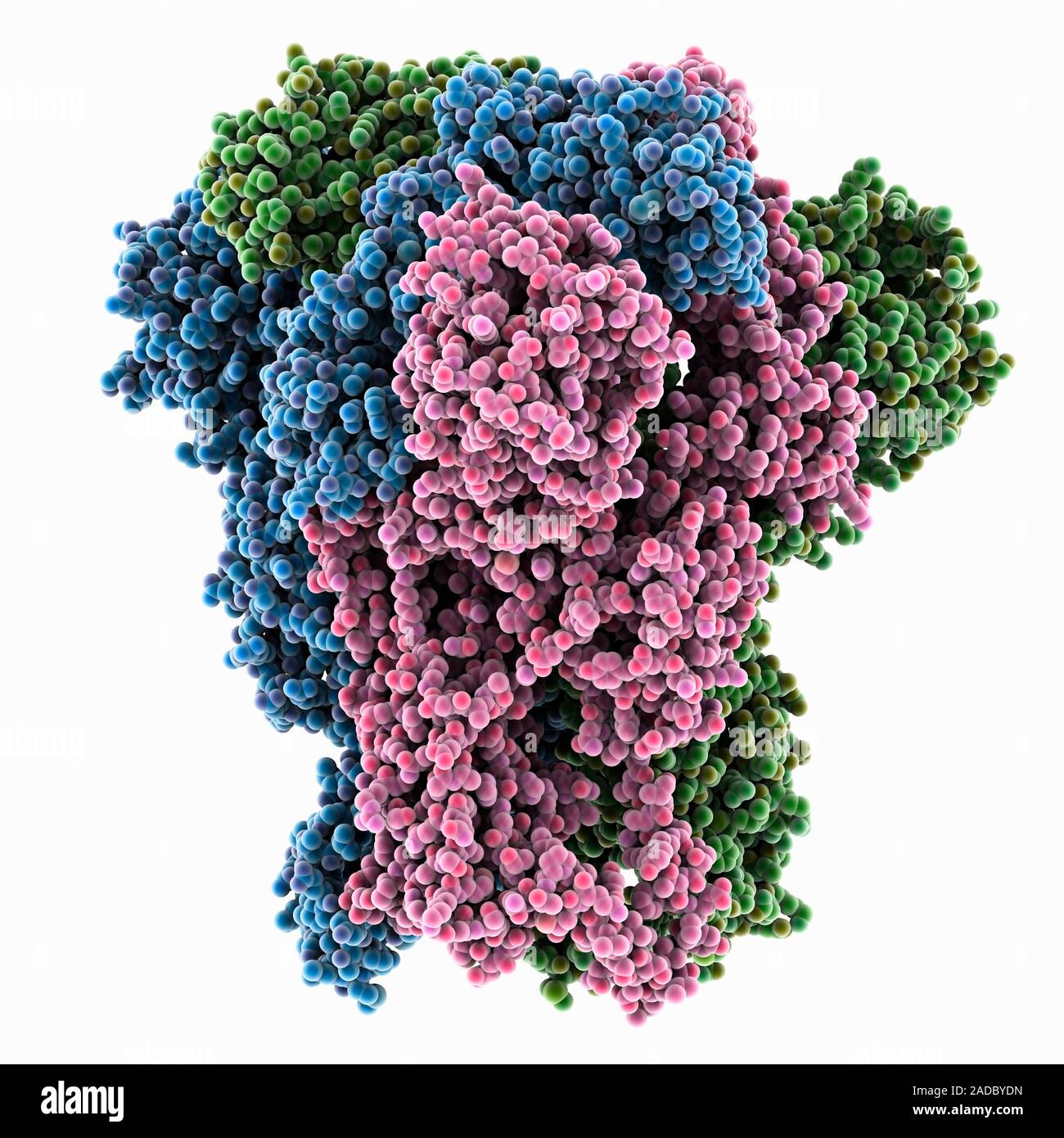 Coronavirus spike glycoprotein. Computer model showing the trimeric ...