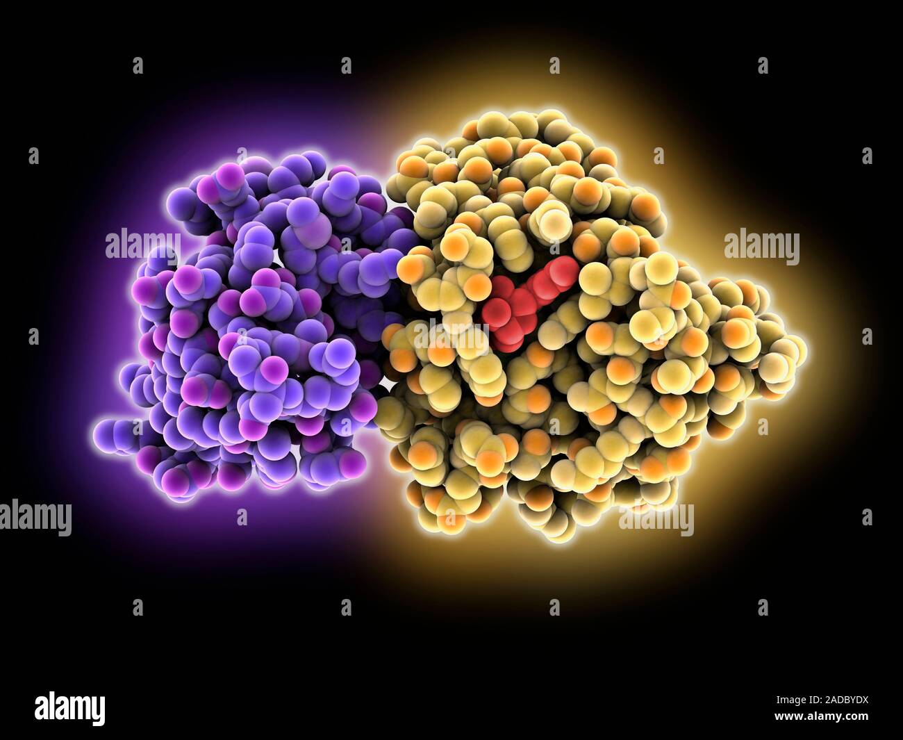 GTPase Ras complexed with RAF kinase. Computer model showing the ...