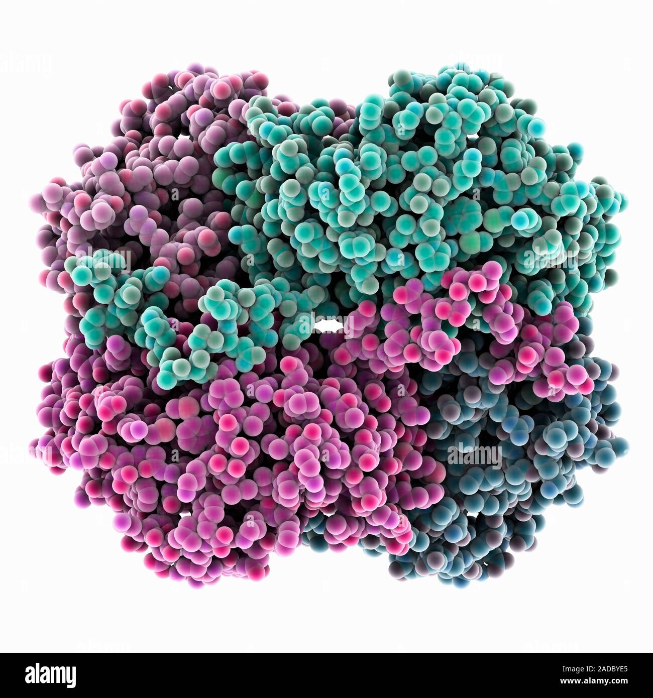 Lactate dehydrogenase molecule. Computer model showing the structure of ...