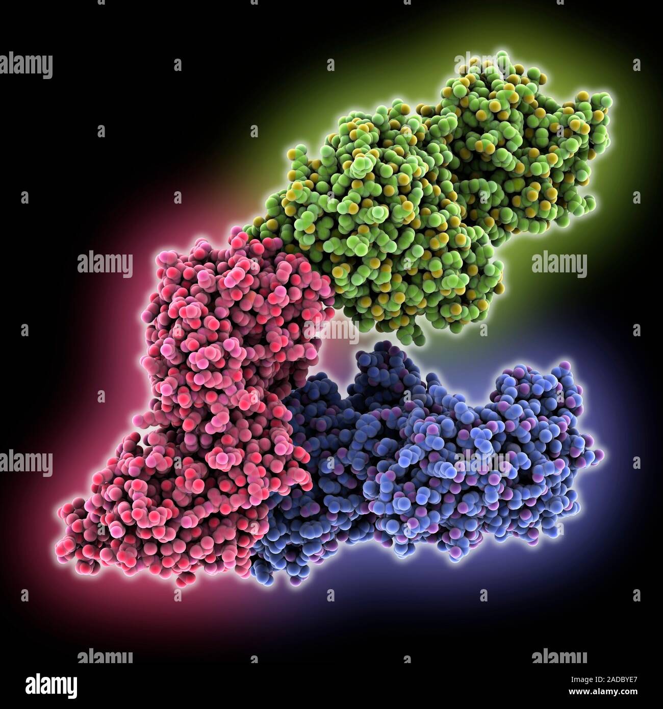 Lassa virus nucleoprotein molecule. Computer model showing the structure of lassa virus ...