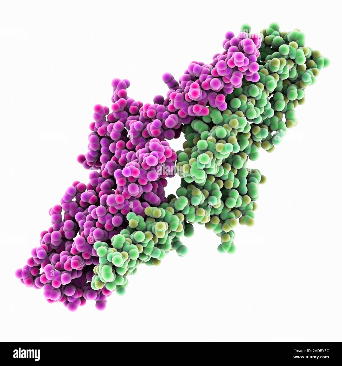 Amyloid precursor protein E2 domain. Computer model showing the ...