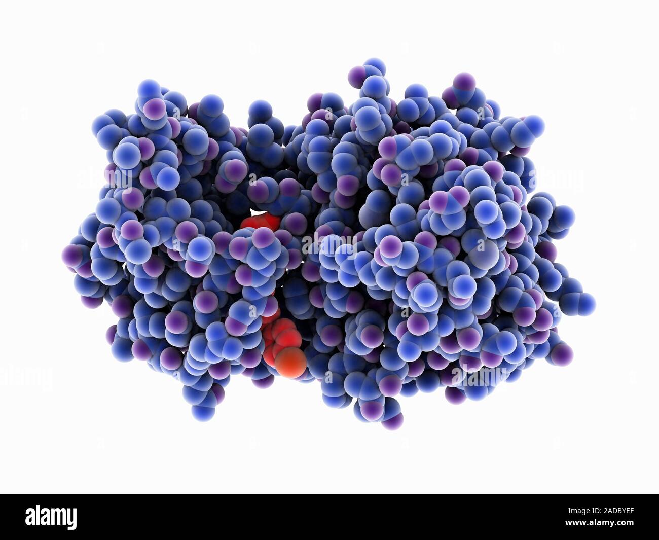 B-Raf kinase oncogenic mutant complex. Computer model showing the ... B-Raf kinase oncogenic mutant complex. Computer model showing the ...