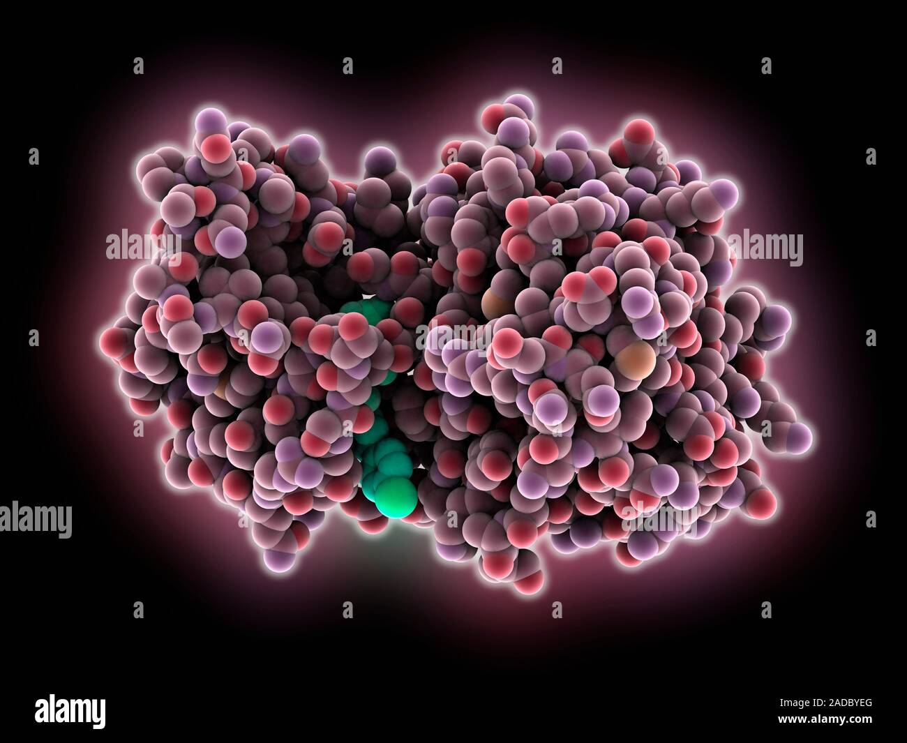 B Raf Kinase Oncogenic Mutant Complex Computer Model Showing The